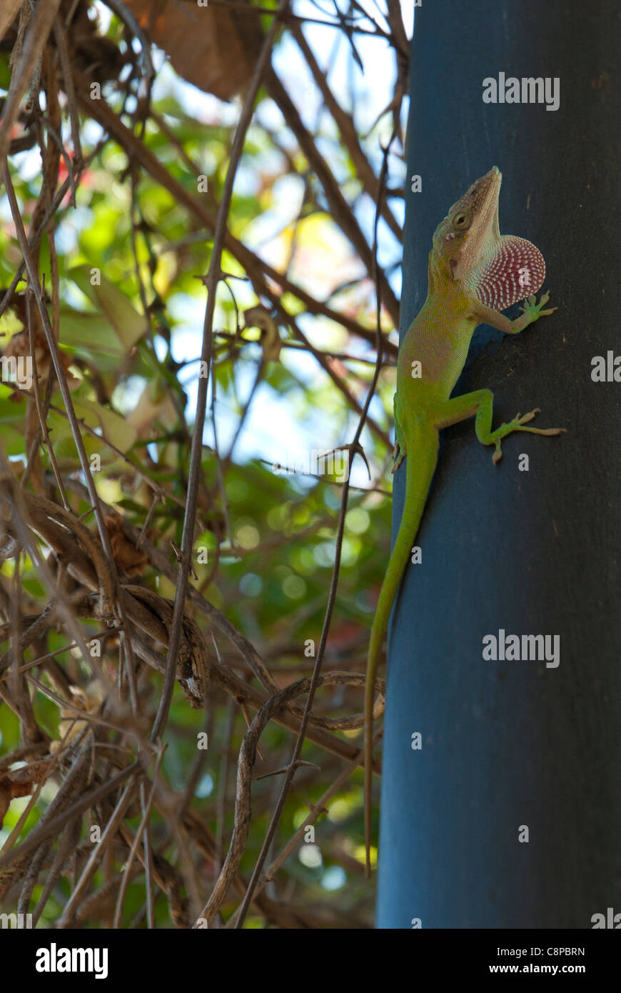 Cuba ecology hi-res stock photography and images - Alamy