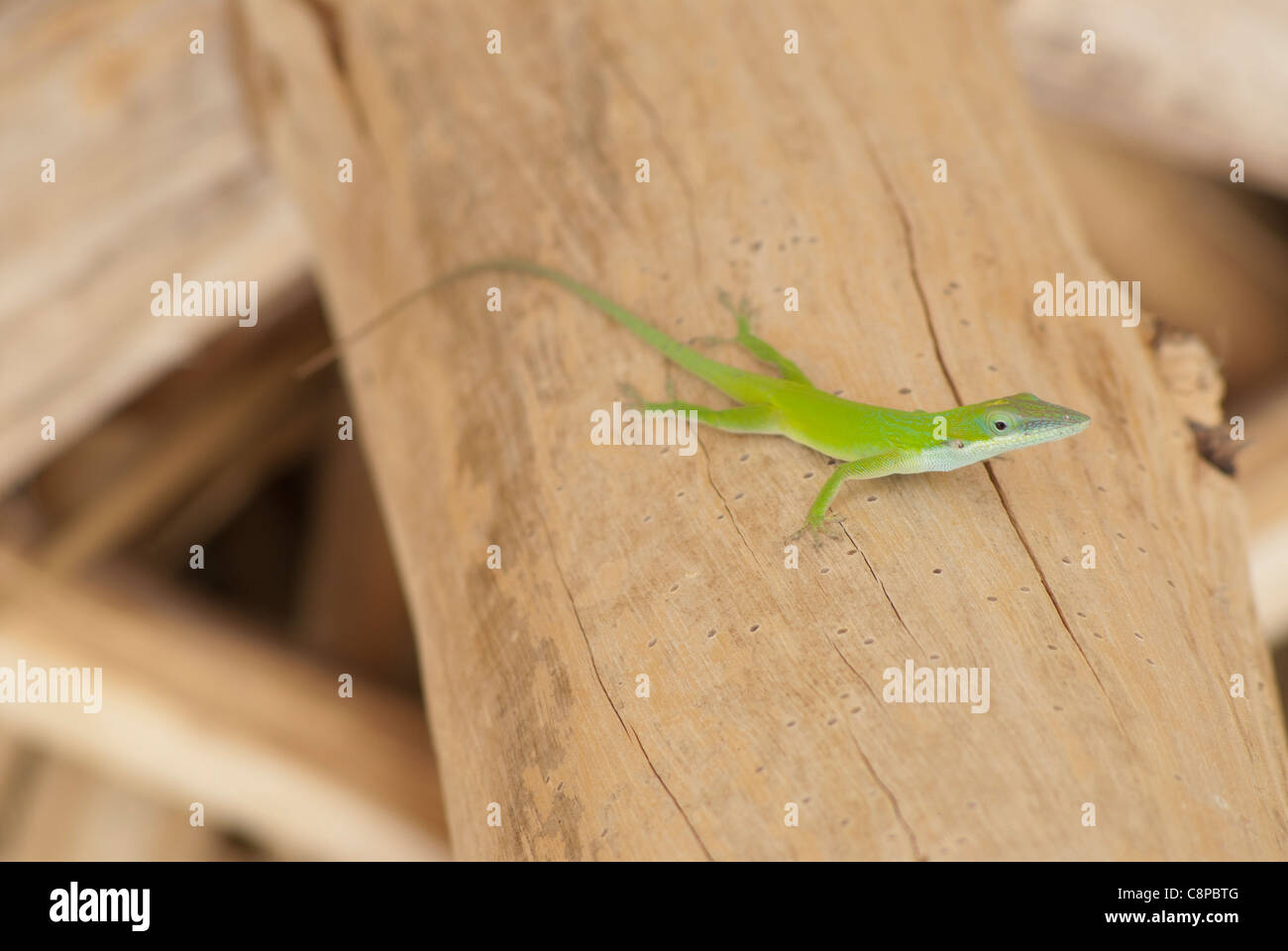 Cuba ecology hi-res stock photography and images - Alamy