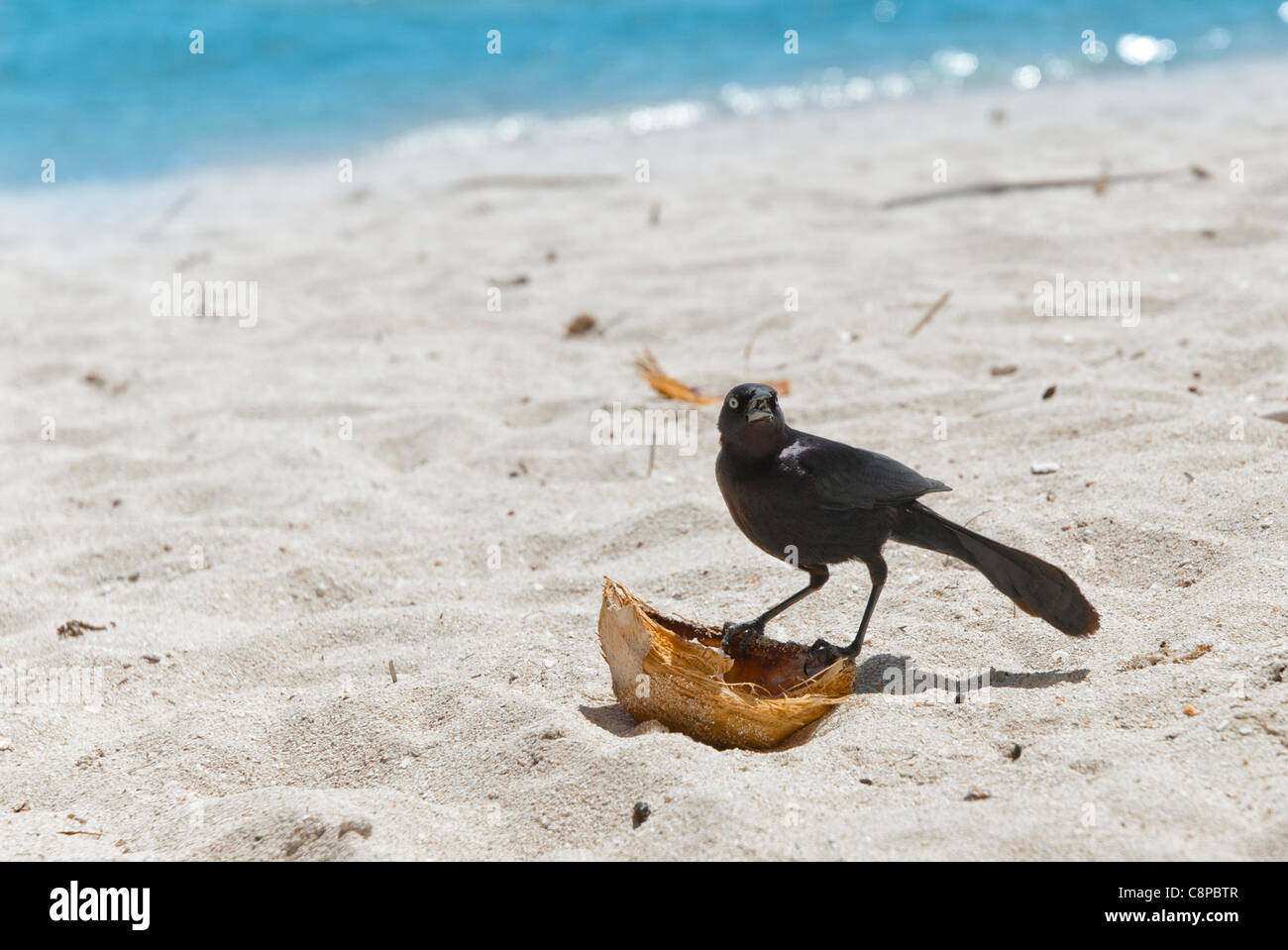 Raven At Seaside High Resolution Stock Photography and Images - Alamy