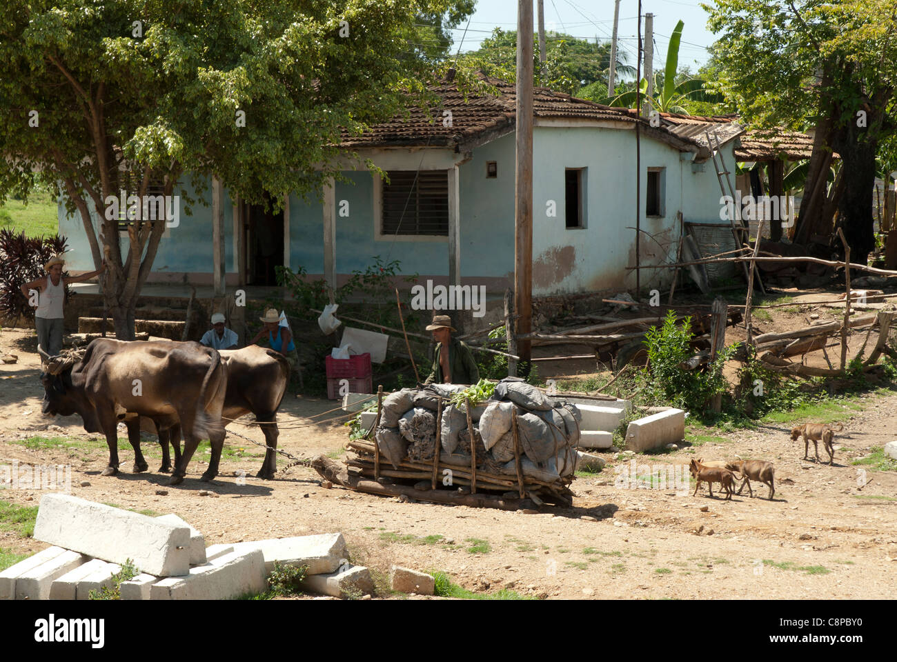 Oxen pulling load Stock Photo - Alamy