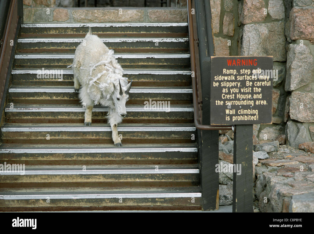 Horn horned curved sharp hi-res stock photography and images - Alamy