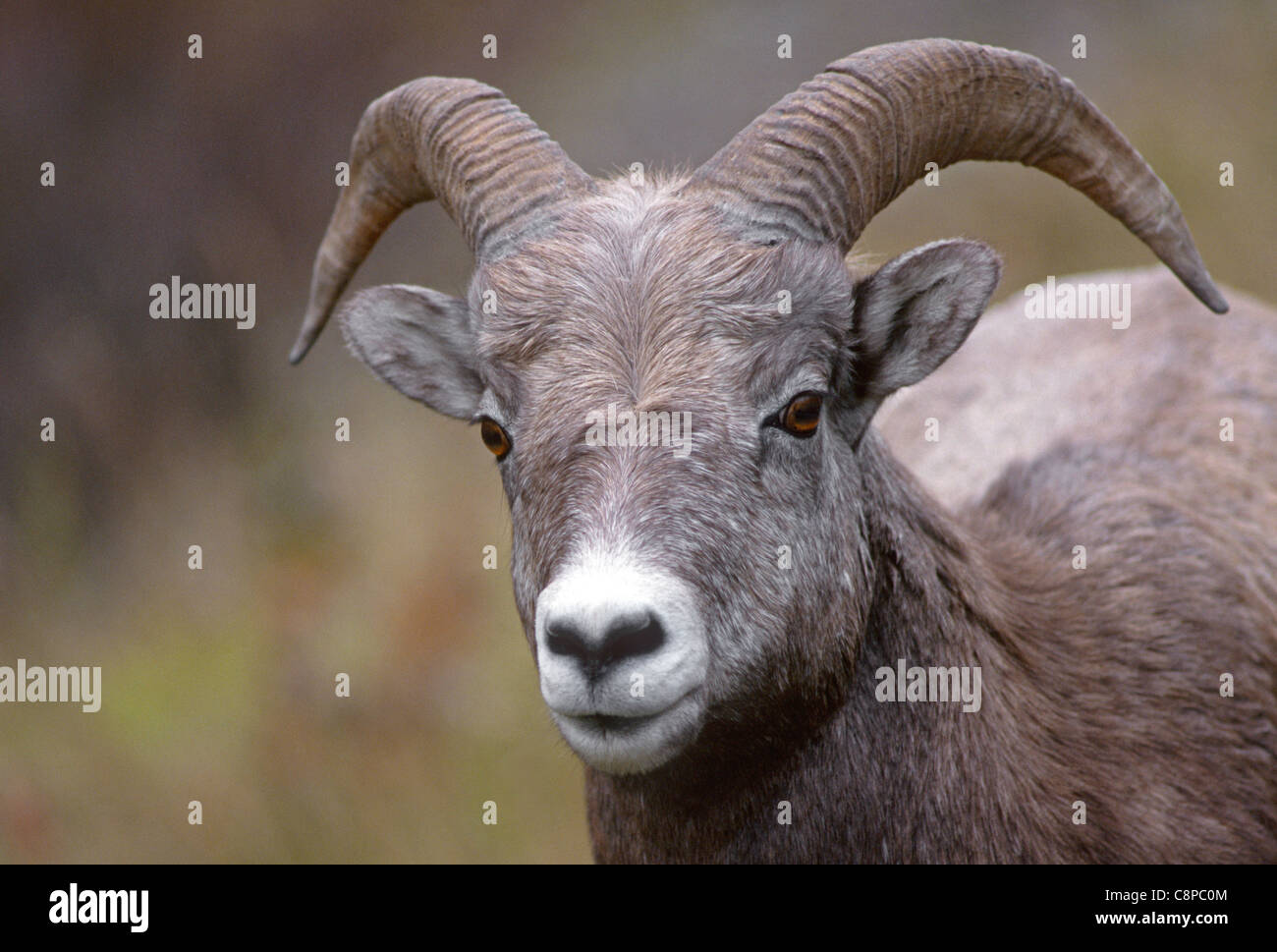 BIGHORN SHEEP (Ovis canadensis), young ram (male) in autumn, Miette ...