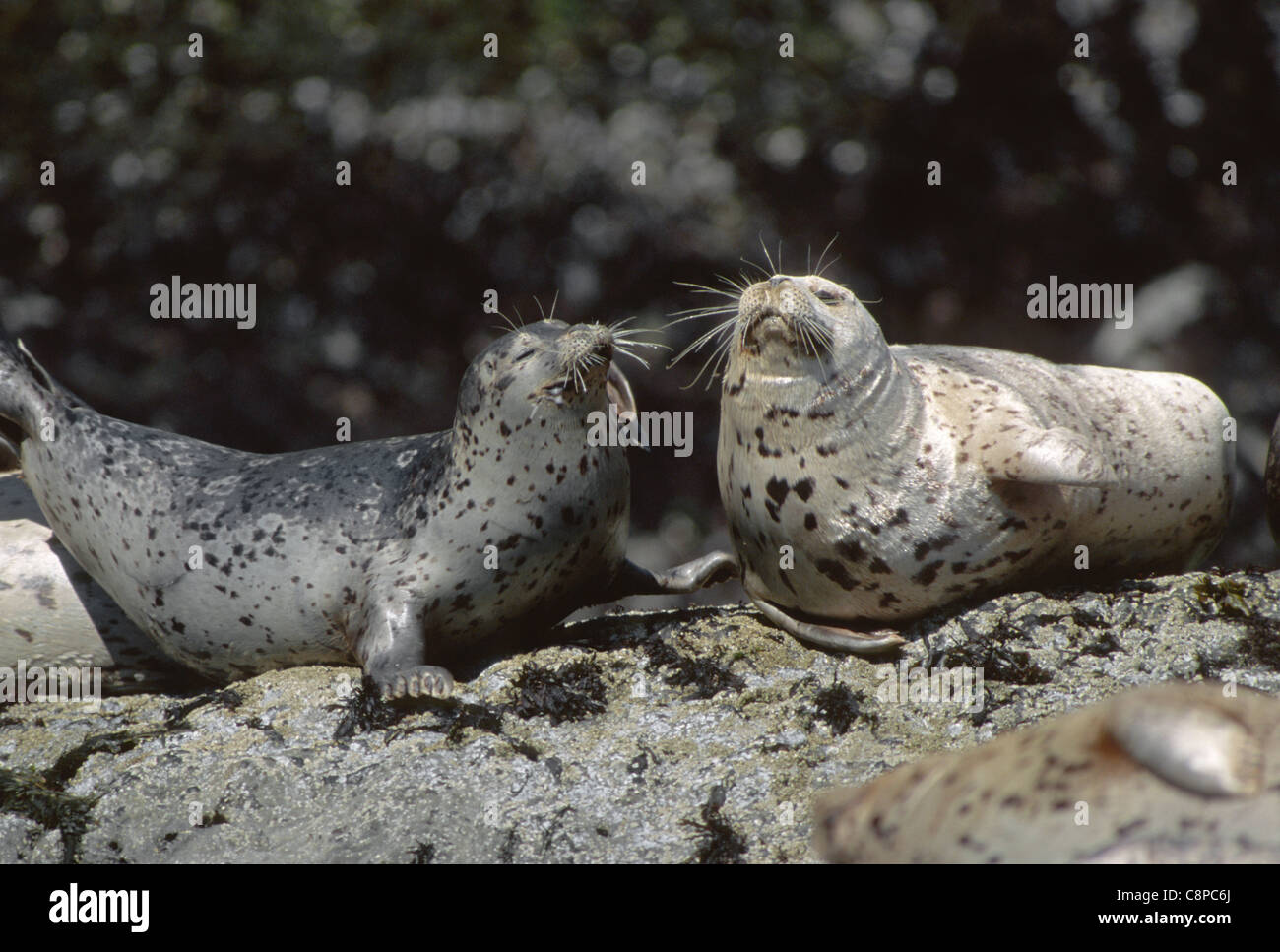 Seal rocks oregon coast hi-res stock photography and images - Alamy
