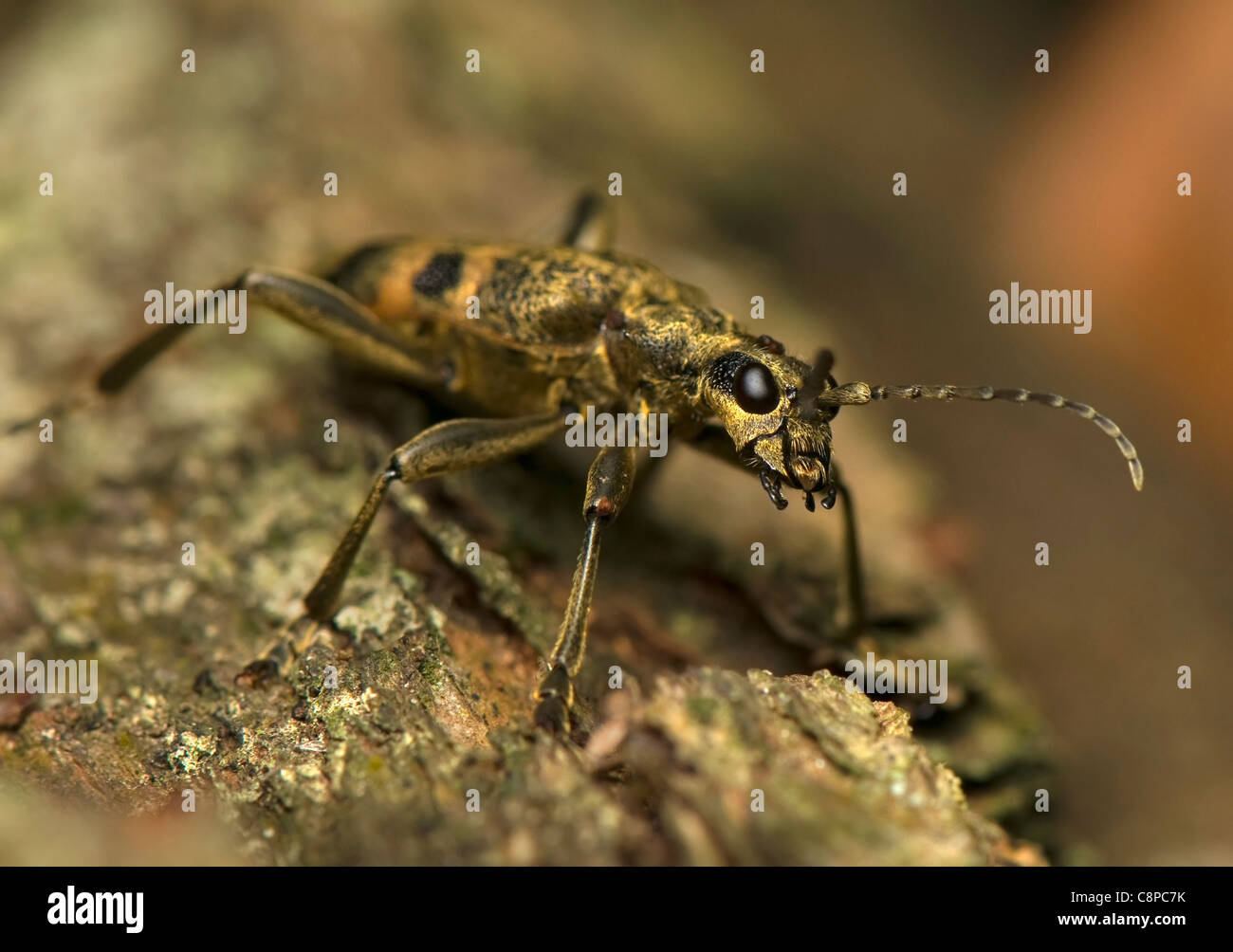 Rhagium beetle hi-res stock photography and images - Alamy