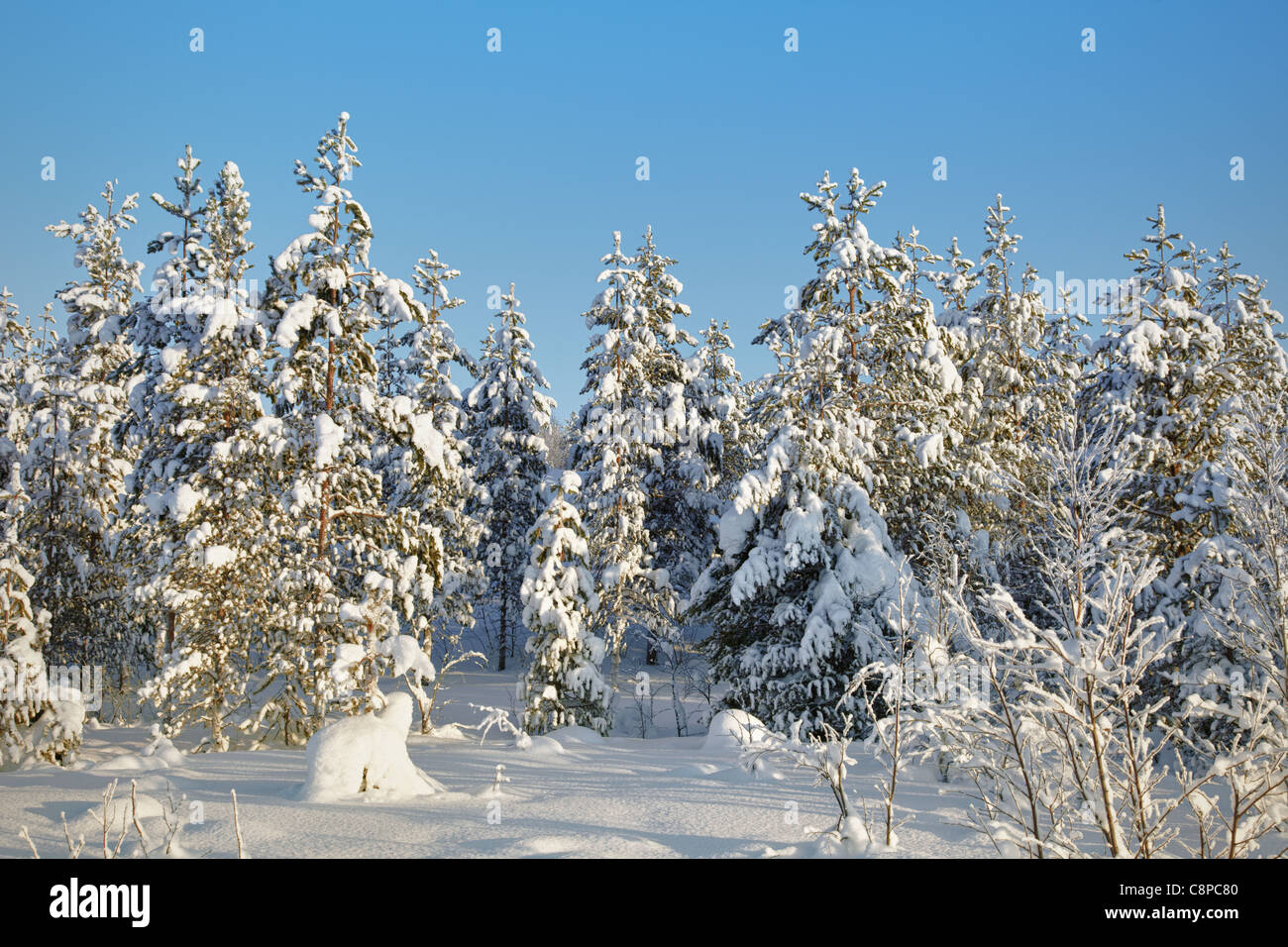 Snow forests hi-res stock photography and images - Alamy