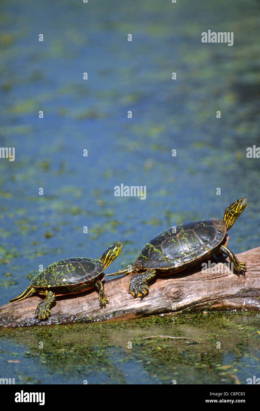 Painted turtle on log hi-res stock photography and images - Alamy