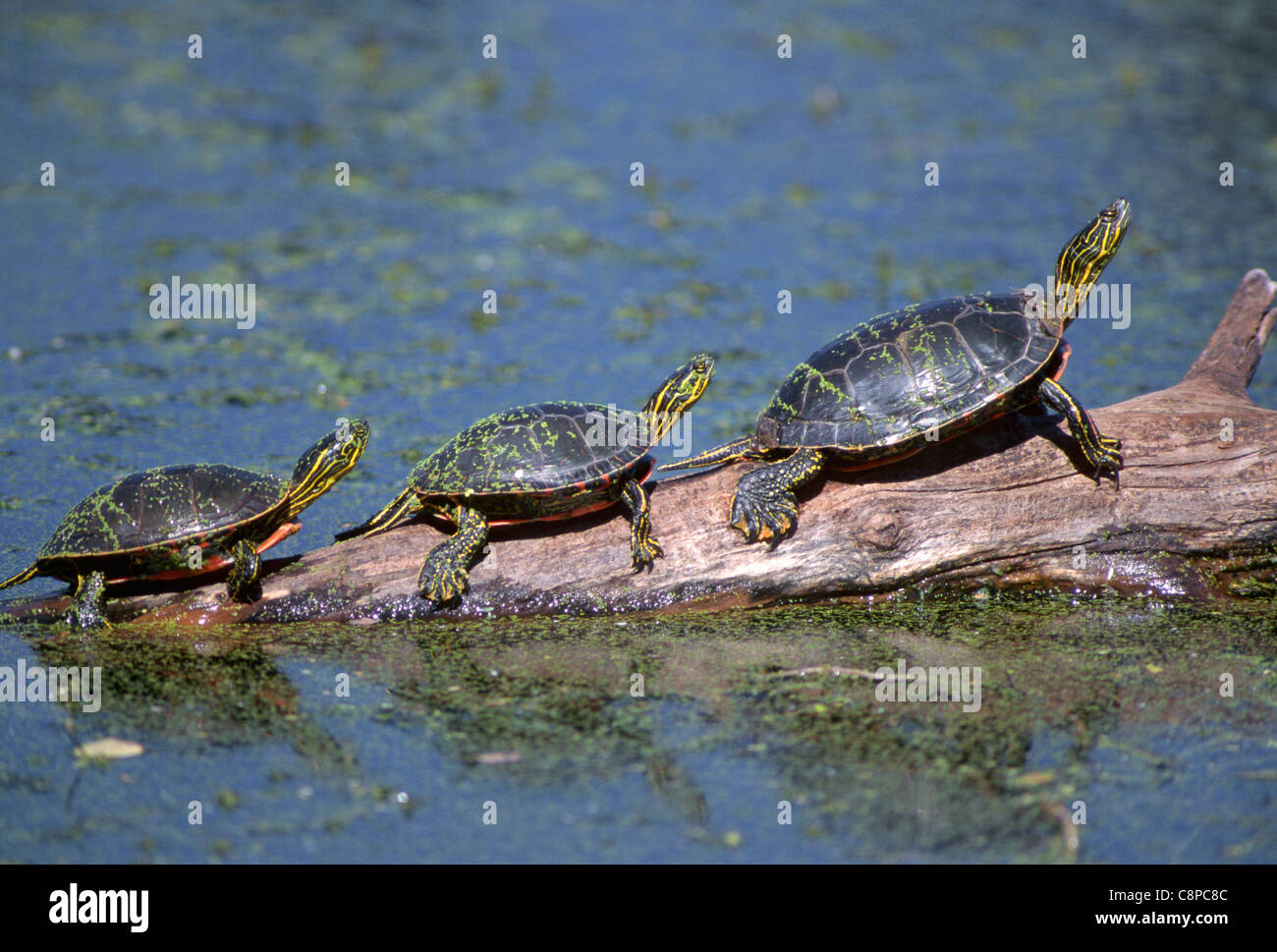Painted turtle on log hi-res stock photography and images - Alamy