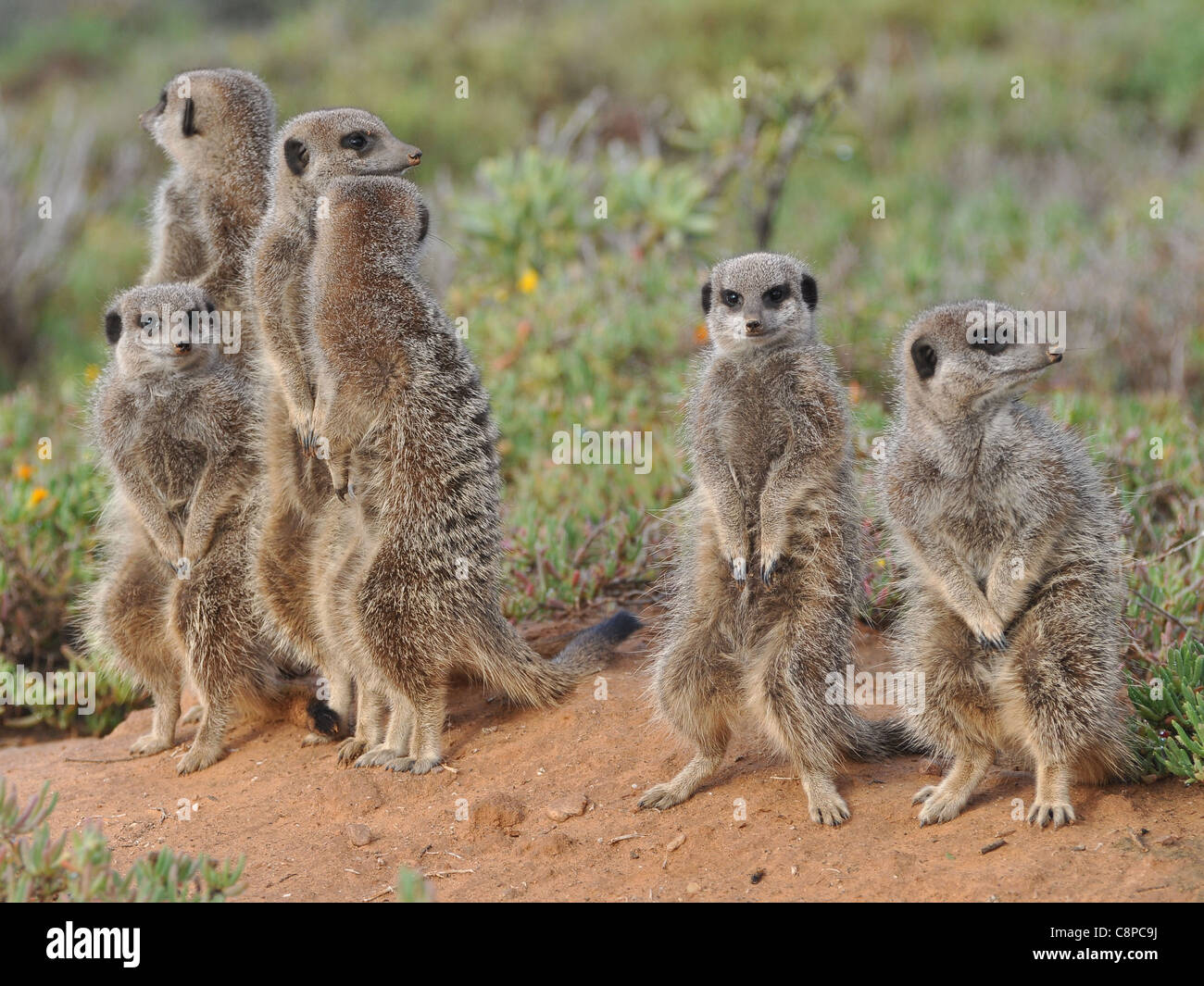 Meerkat family hi-res stock photography and images - Alamy