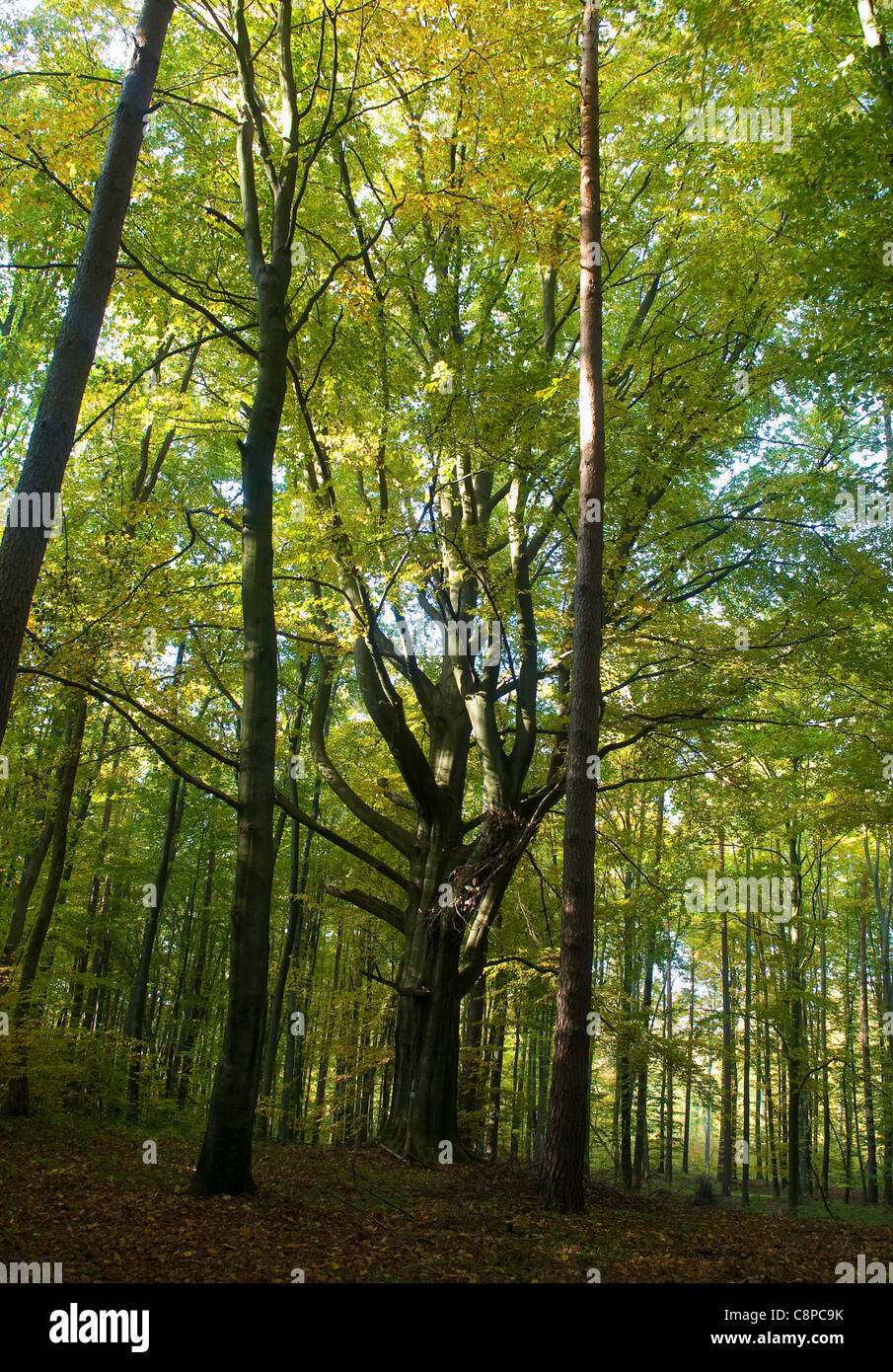 monument of nature Stock Photo - Alamy