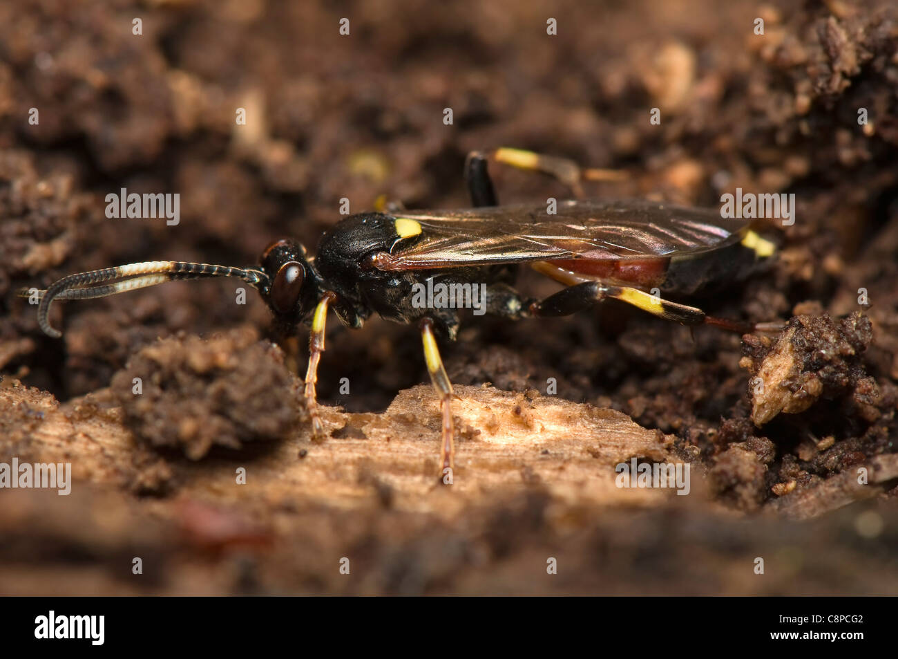 Membrane wing hi-res stock photography and images - Alamy