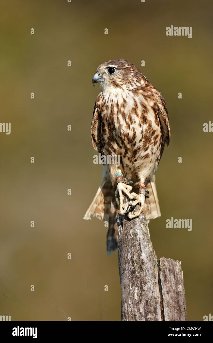 Merlin bird hi-res stock photography and images - Alamy