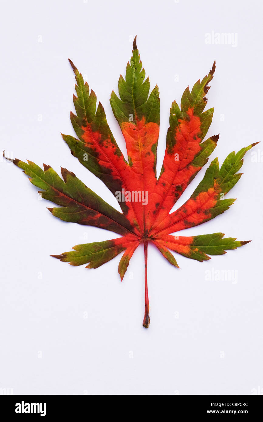 Decomposing Leaf High Resolution Stock Photography and Images - Alamy