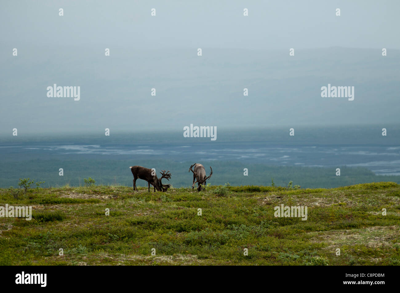 Caribou rack hi-res stock photography and images - Alamy