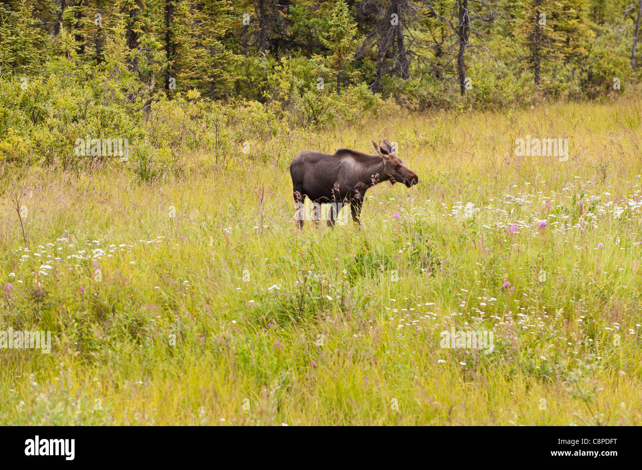 Juvenile Moose amongst wildflowers, Alaska Stock Photo - Alamy