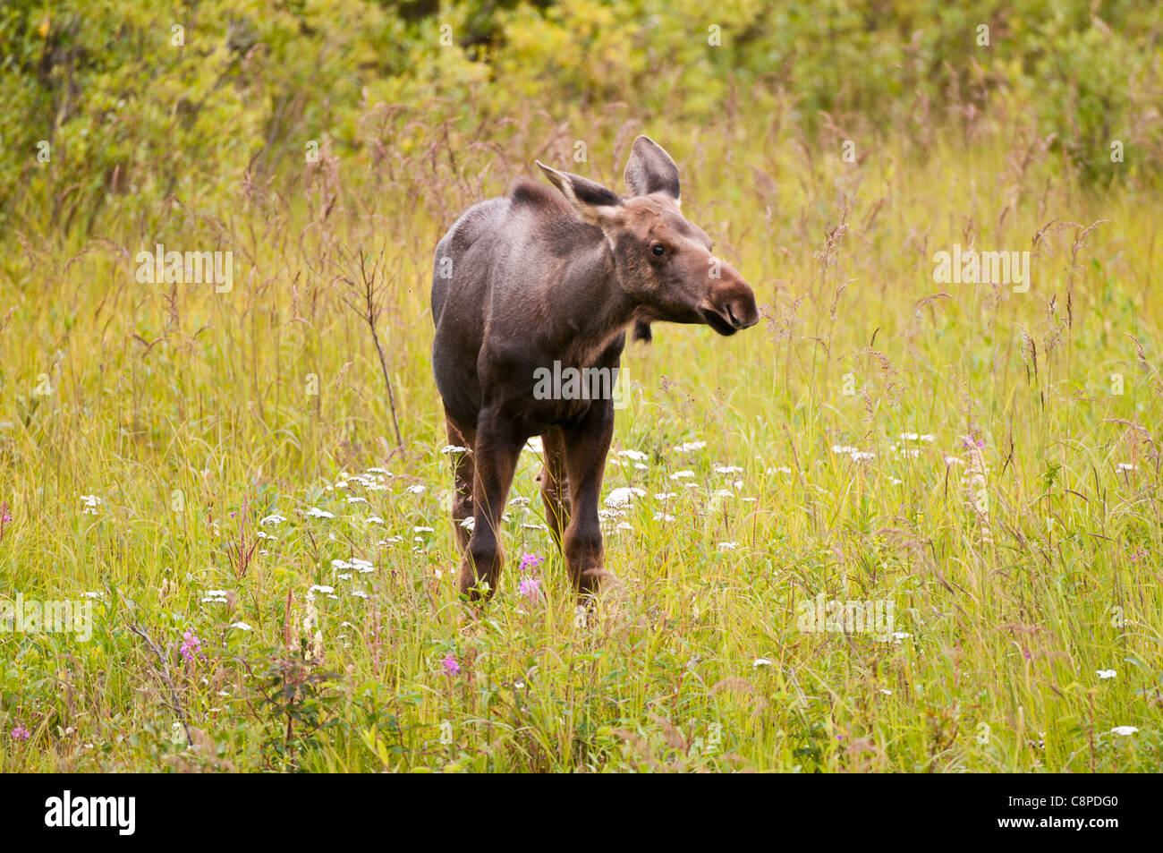 Animals of alaska hi-res stock photography and images - Alamy