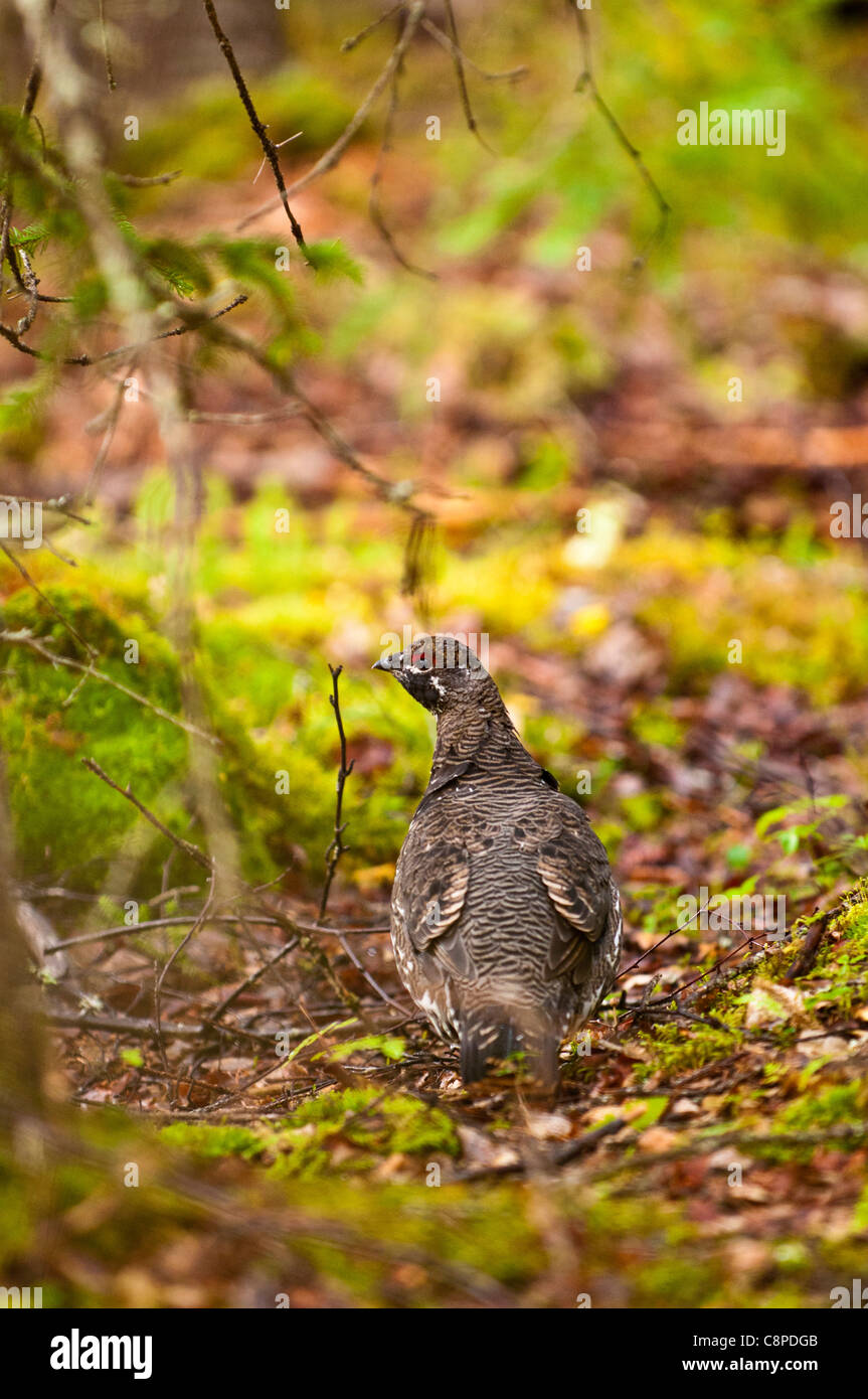 Willow Ptarmigan (Lagopus lagopus), Alaska Stock Photo - Alamy