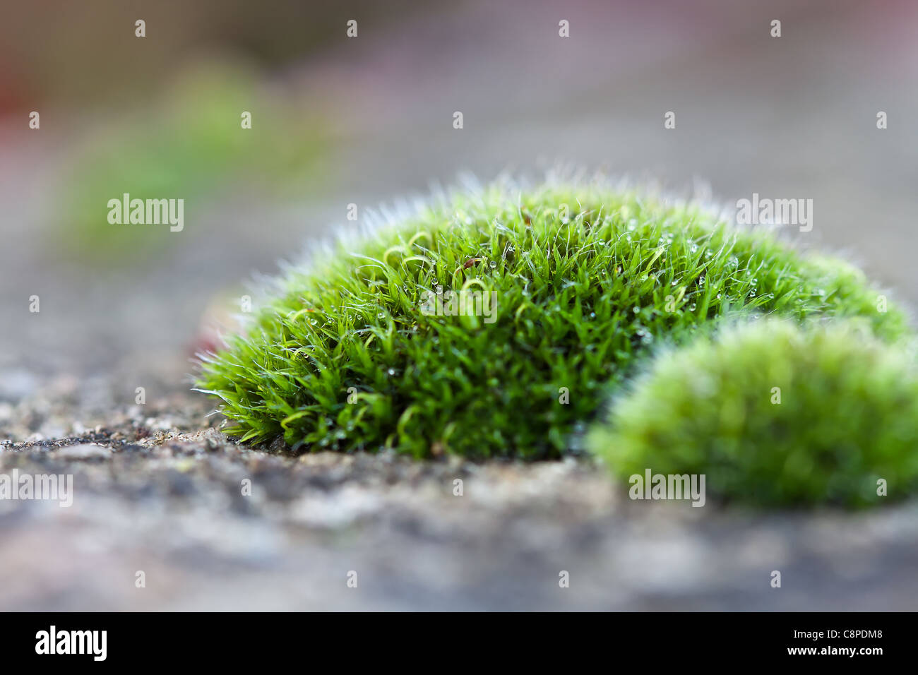 Macro detail of moss on concrete, with tiny water drops Stock Photo - Alamy