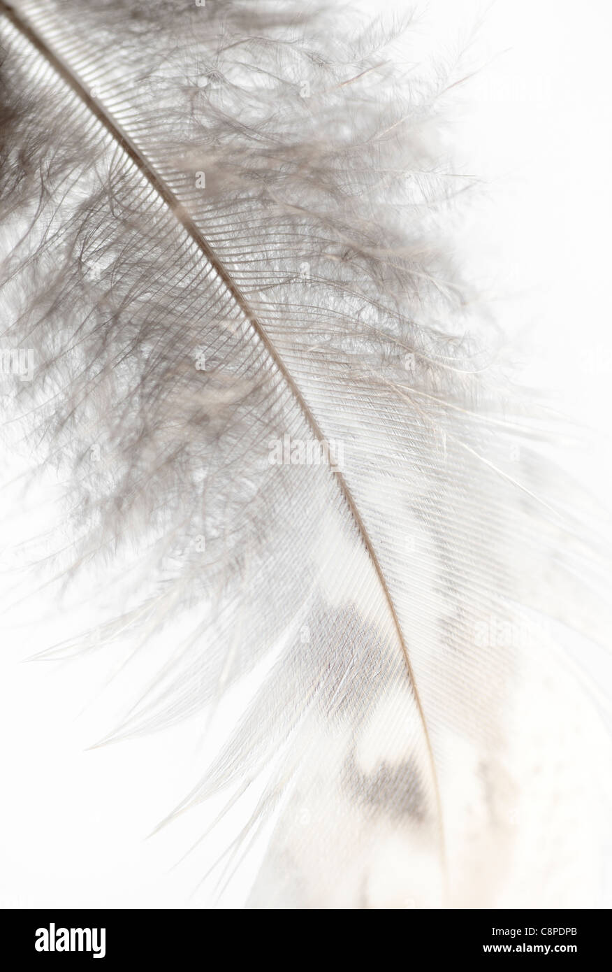 Soft pigeon feather hi-res stock photography and images - Alamy