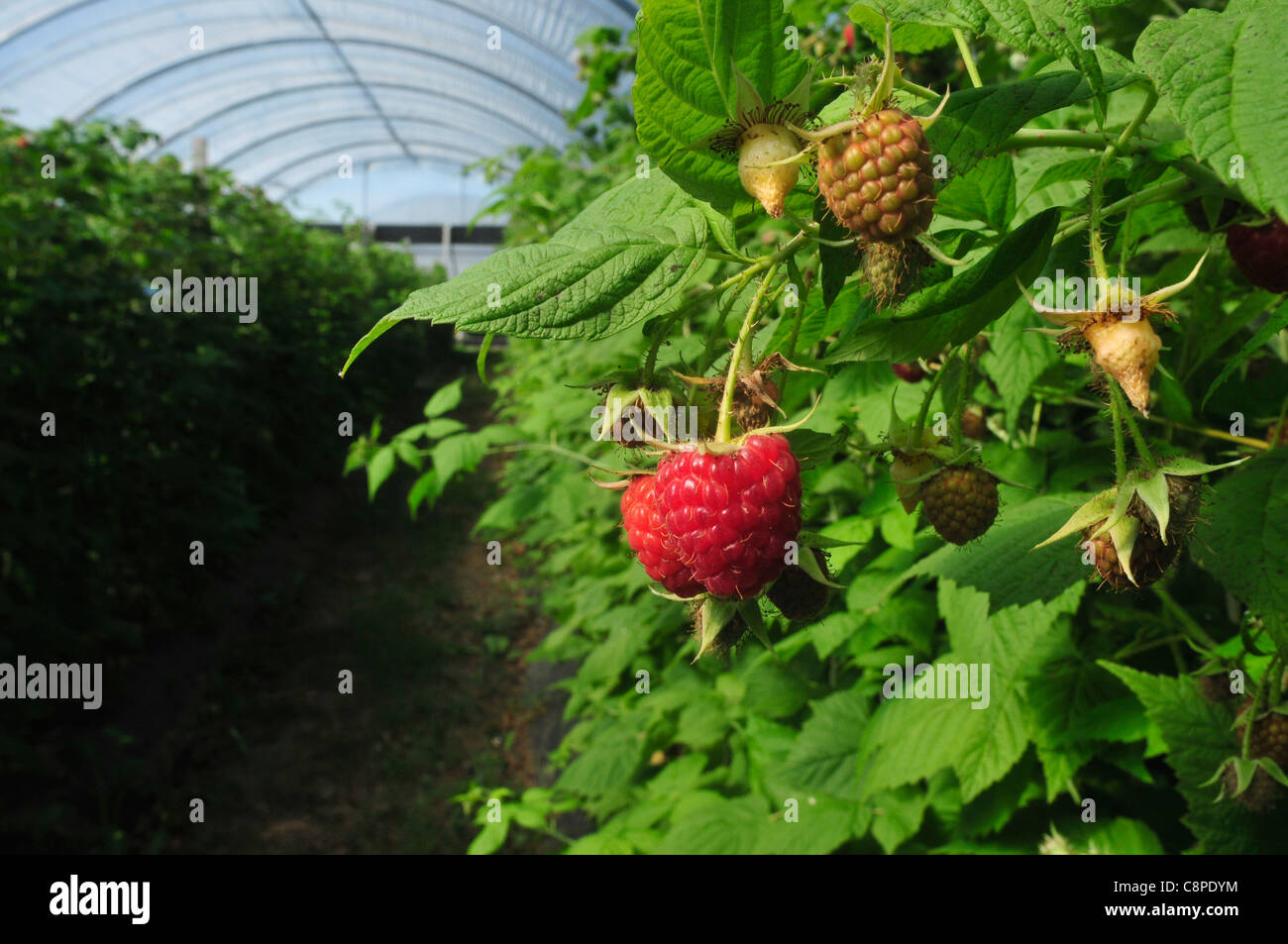 Raspberries fruit greenhouse hi-res stock photography and images - Alamy