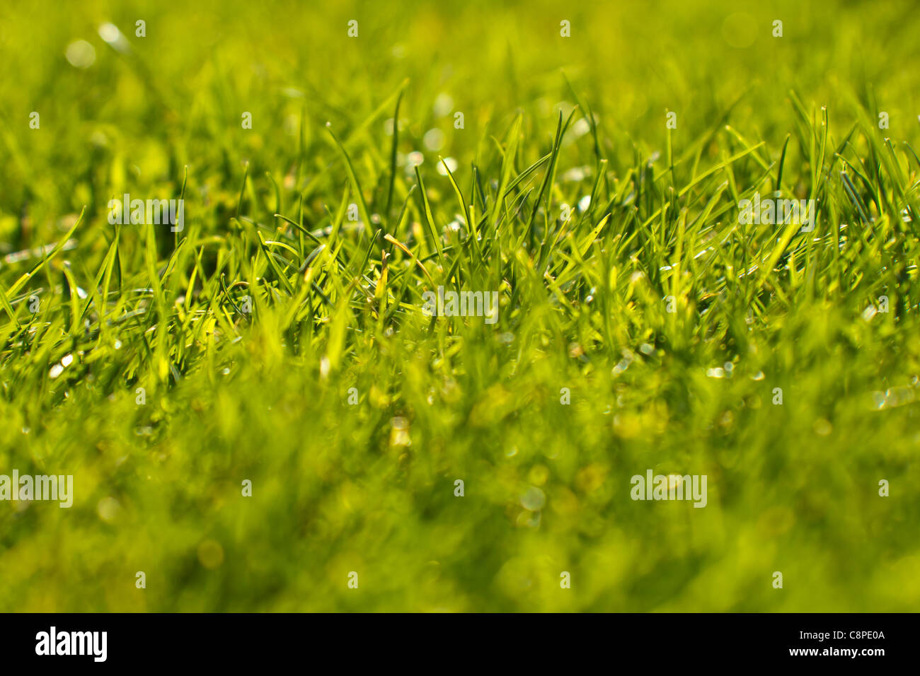 green grass view Stock Photo - Alamy