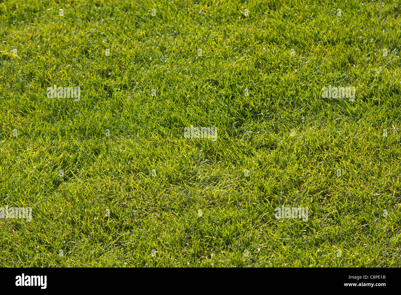 green grass view Stock Photo - Alamy