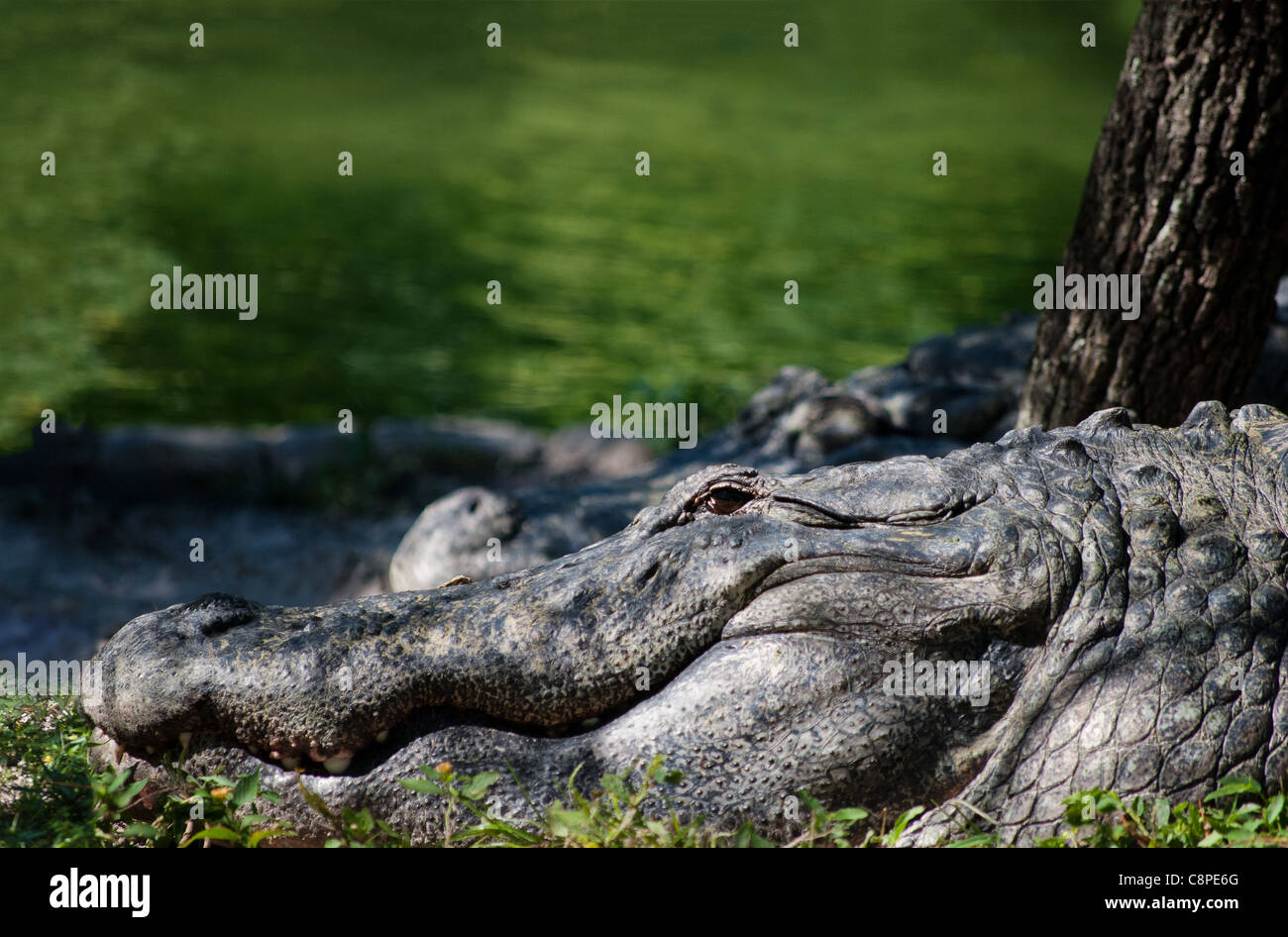 Florida Alligator (2011 Stock Photo - Alamy