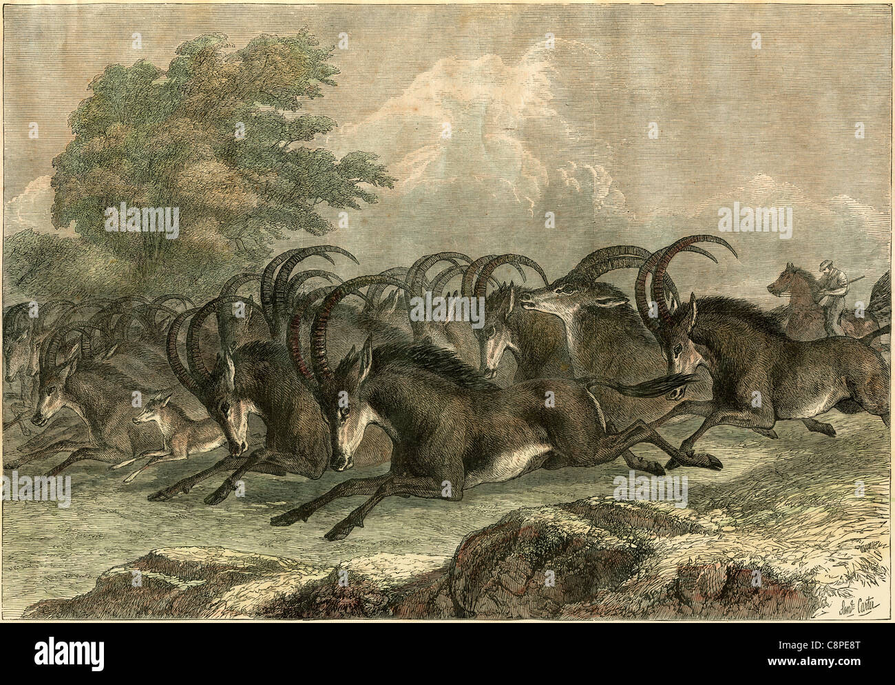Hand-colored 1871 engraving, "Hunting the Sable Antelope in South ...
