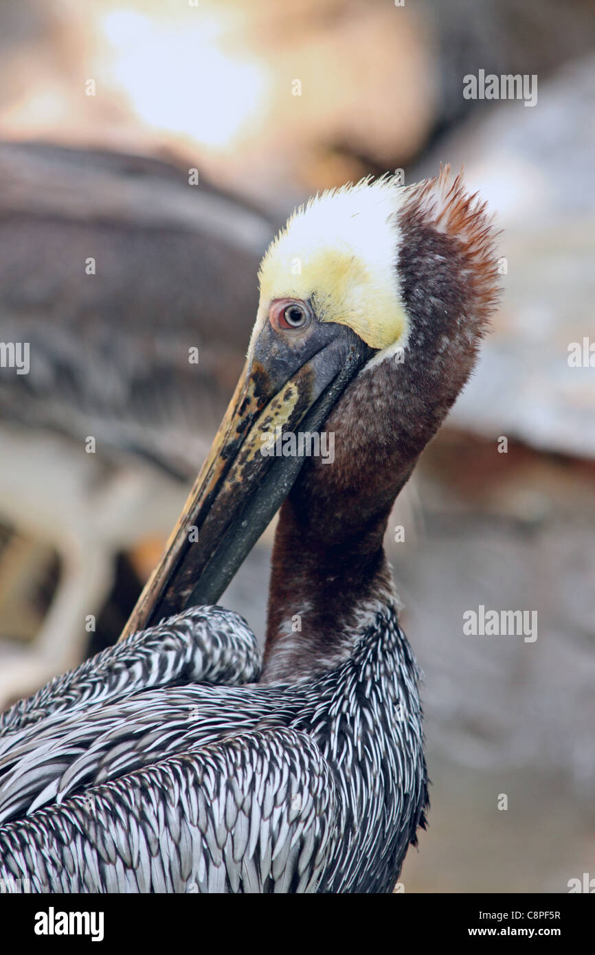 Occidentalis preening hi-res stock photography and images - Alamy