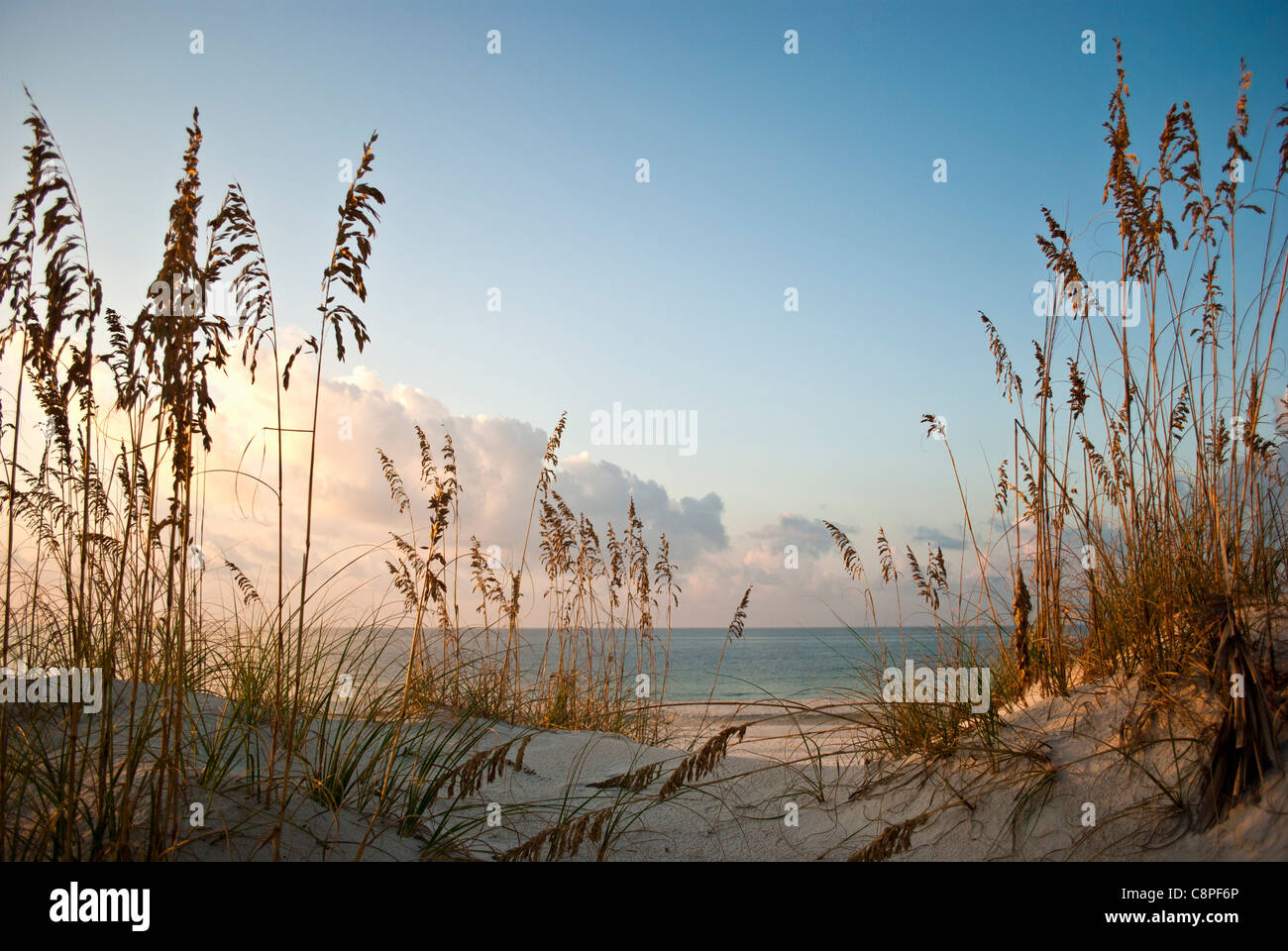 Sand dune and ocean scene at Gulf Coast Stock Photo - Alamy