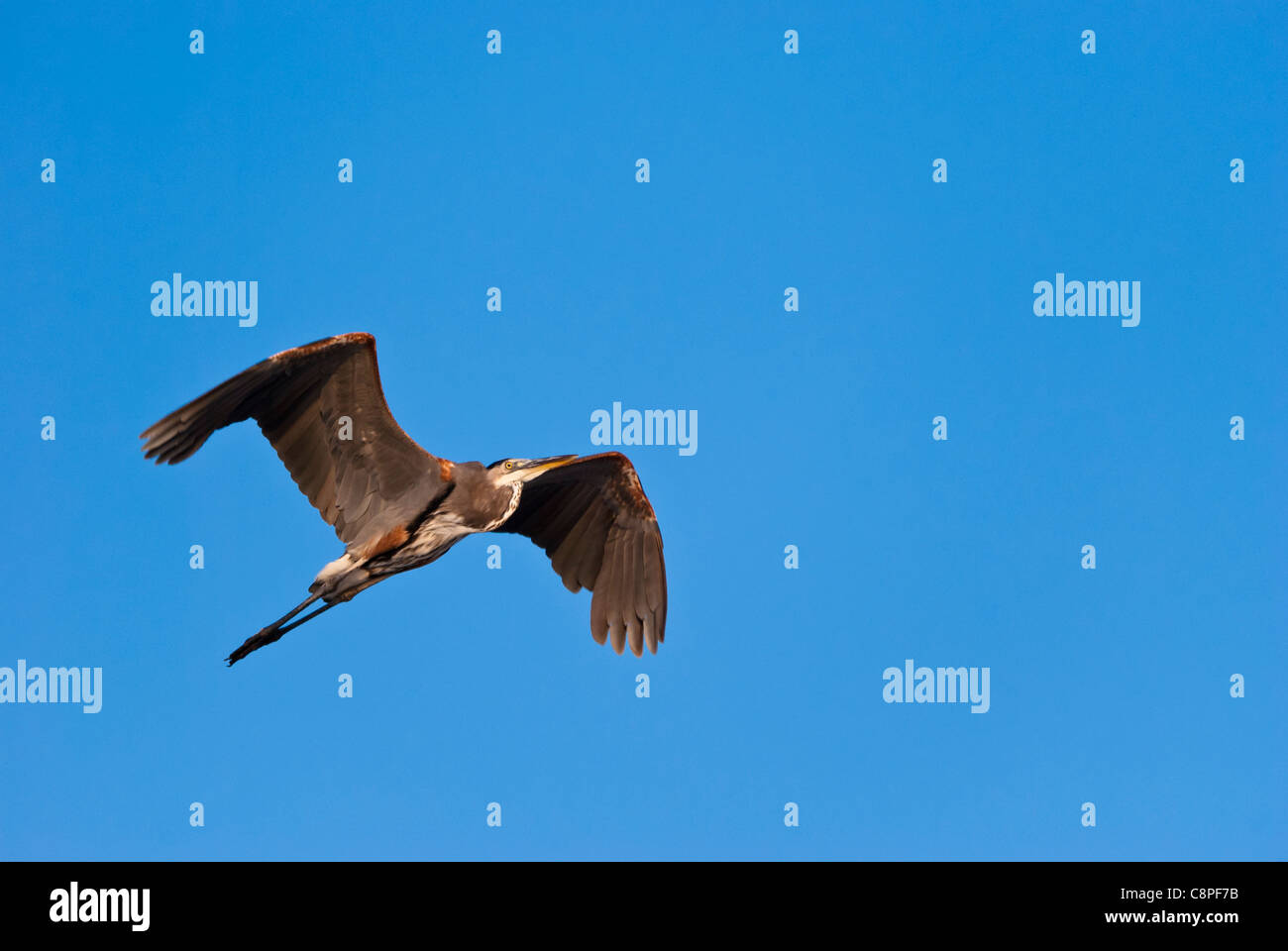 An image of a Great Heron in flight Stock Photo - Alamy