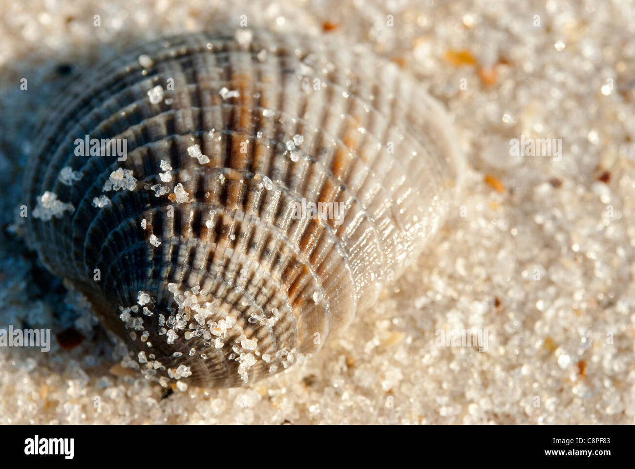 Ornate seashells hi-res stock photography and images - Alamy