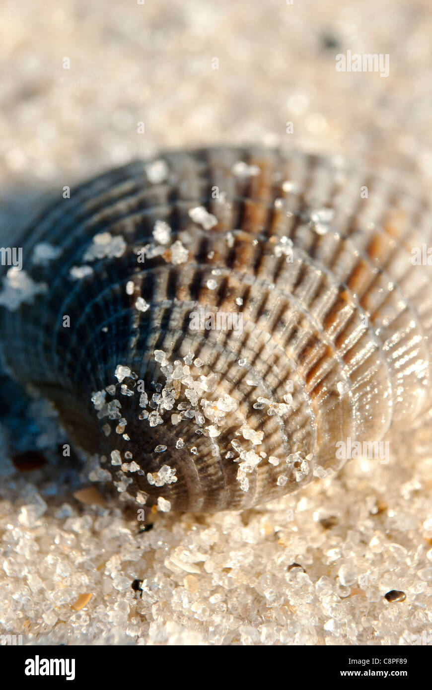 Ornate seashells hi-res stock photography and images - Alamy