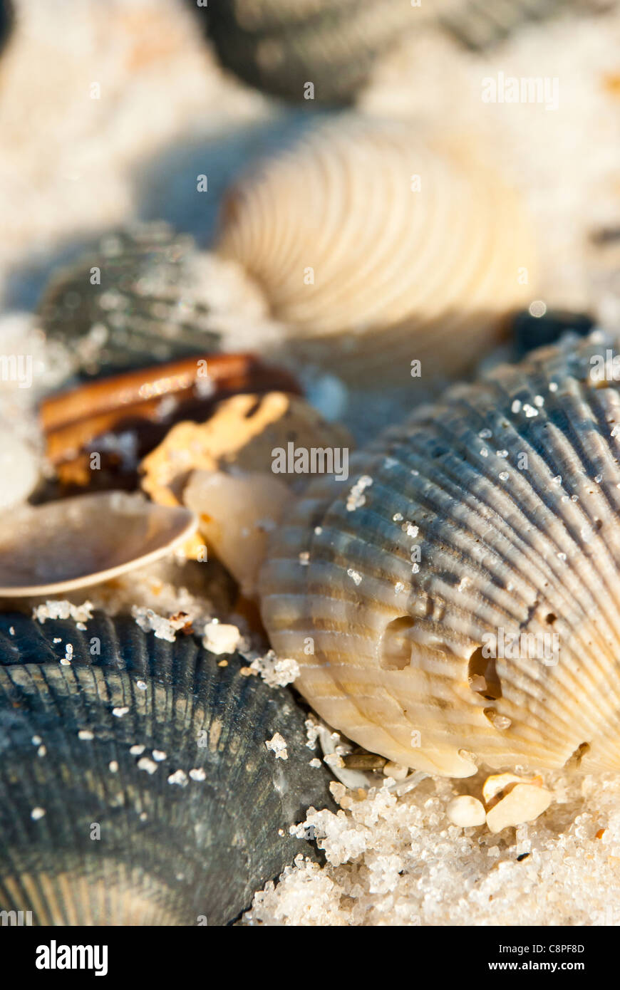 Seashells on the seashore in the sand Stock Photo - Alamy