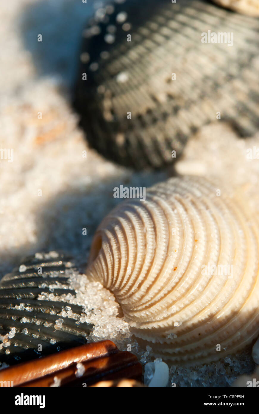 Seashells on the seashore in the sand Stock Photo - Alamy