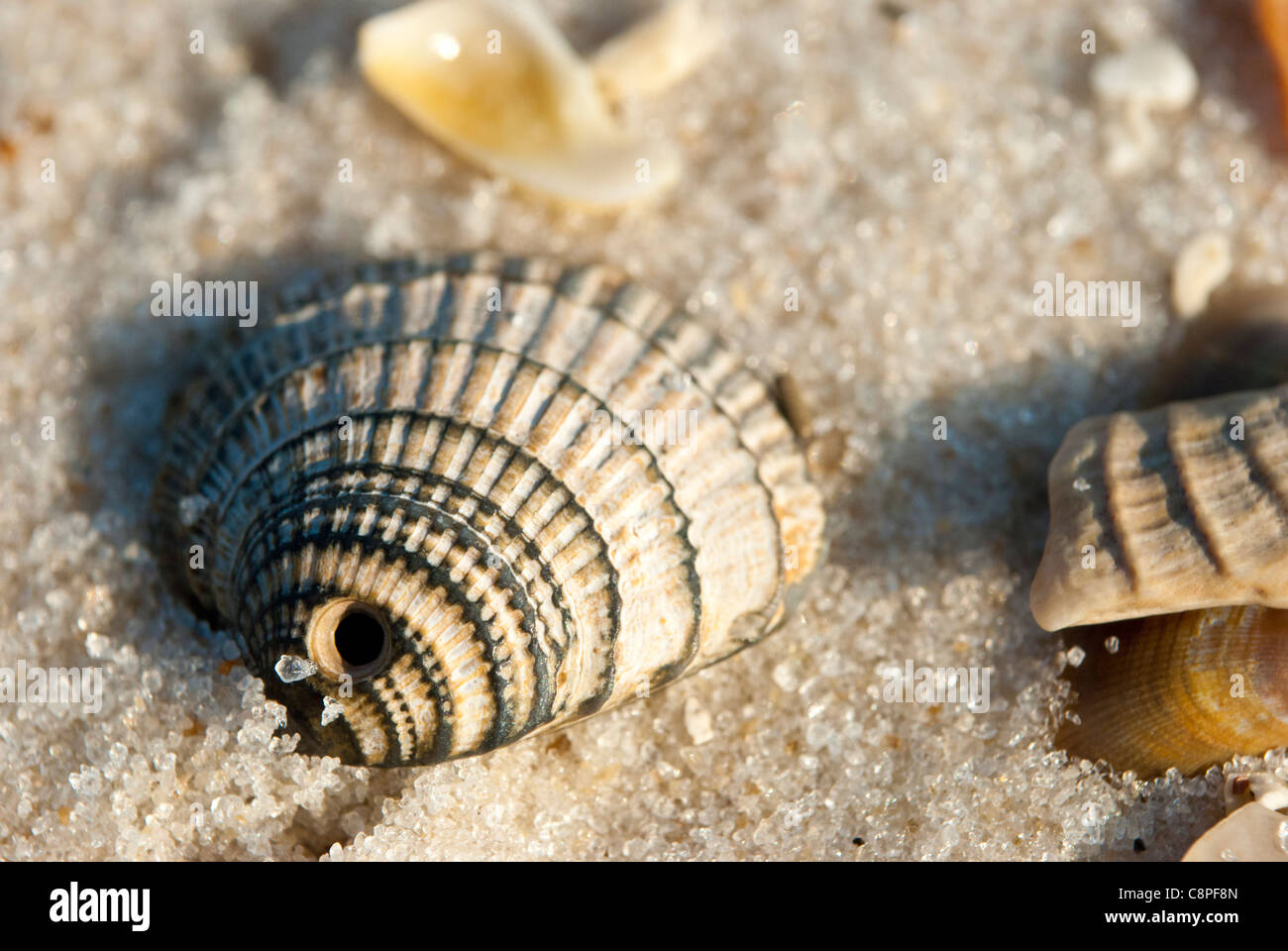 Seashells on the seashore in the sand Stock Photo - Alamy