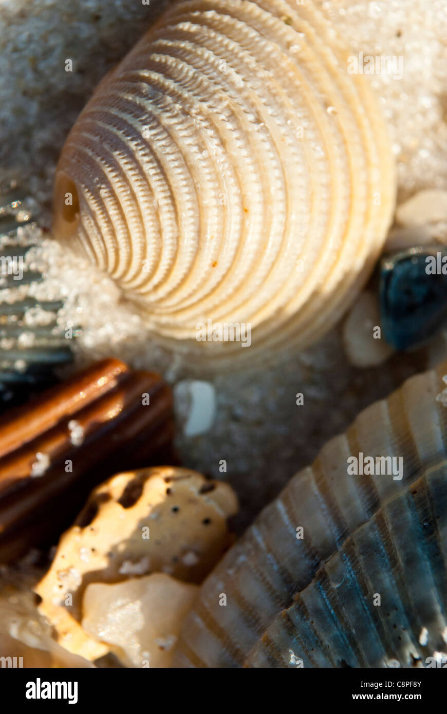 Seashells on the seashore in the sand Stock Photo - Alamy