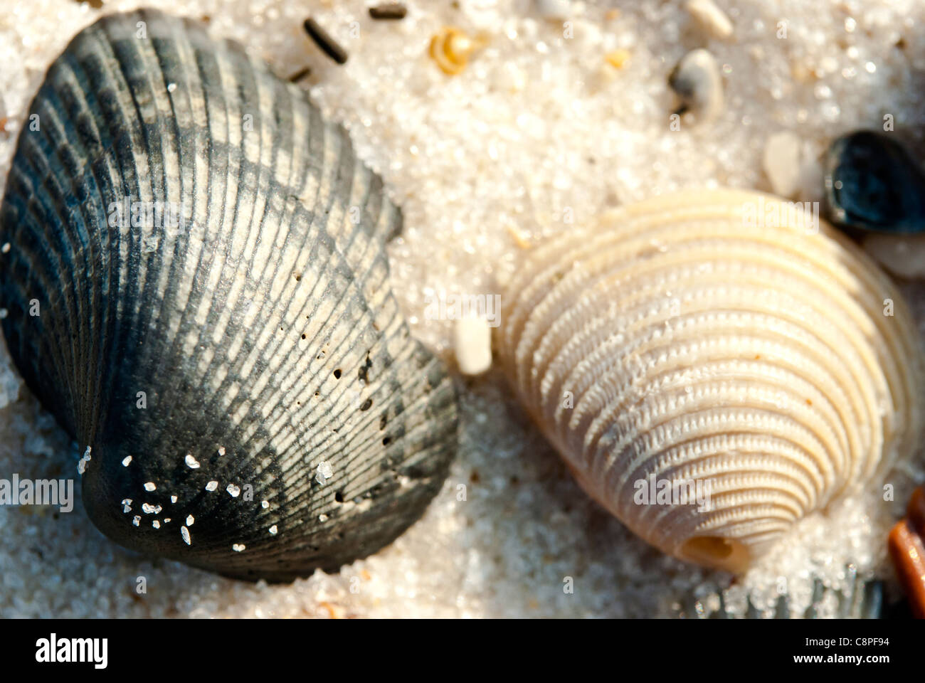 Full frame of a couple of shells on the beach Stock Photo - Alamy