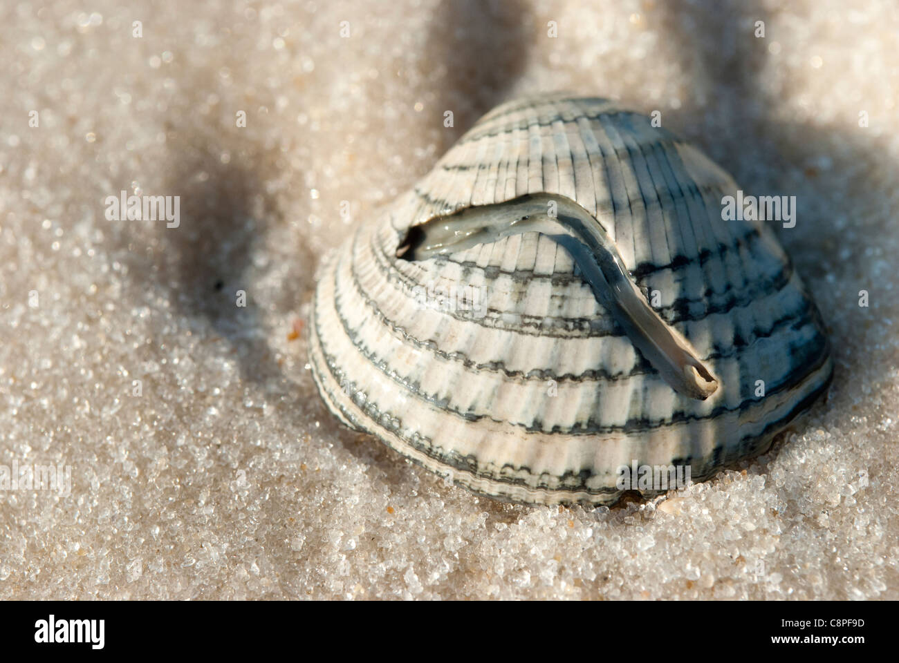Seashell on the seashore in the sand Stock Photo - Alamy