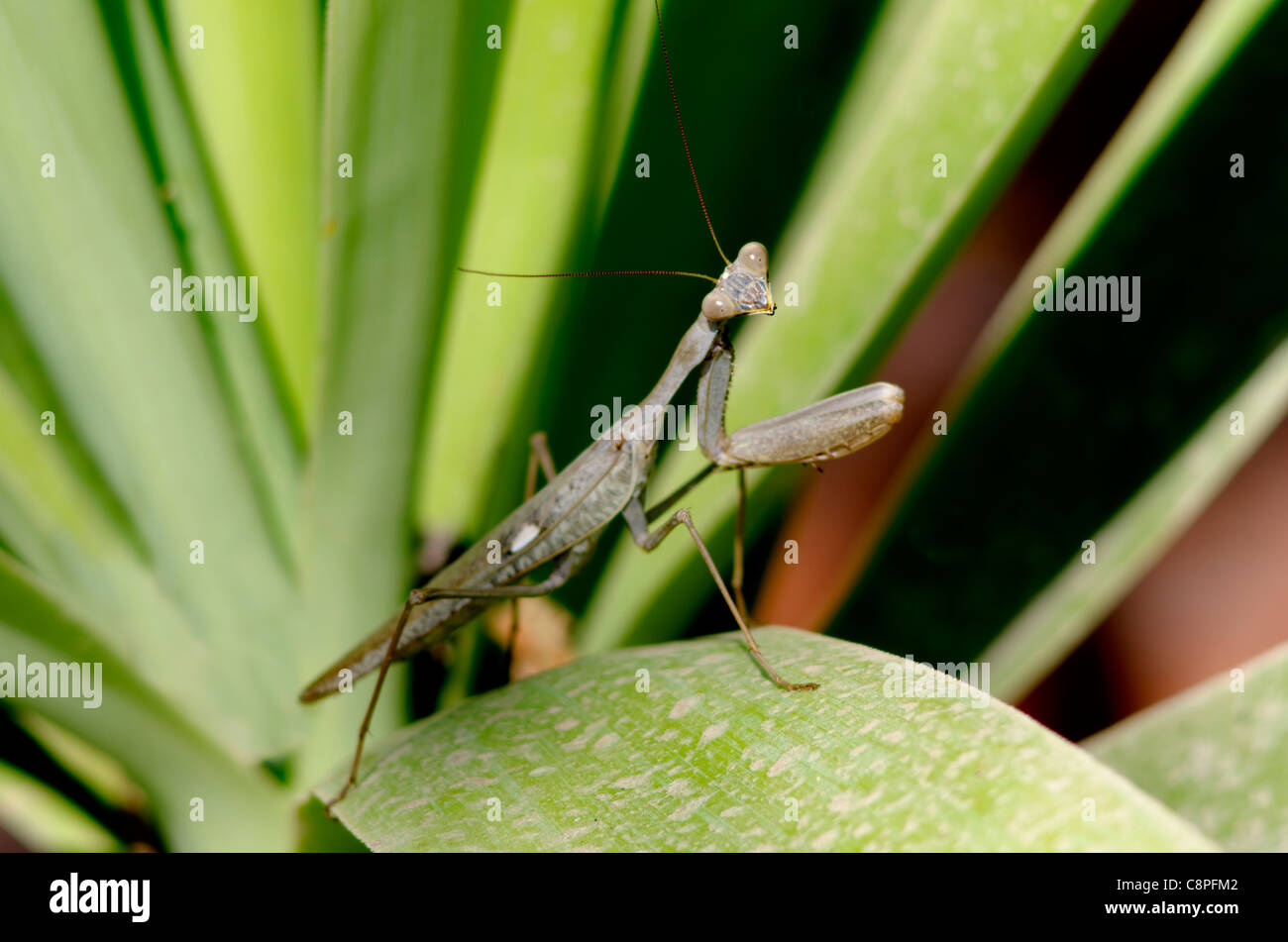 Israeli Insect High Resolution Stock Photography and Images - Alamy
