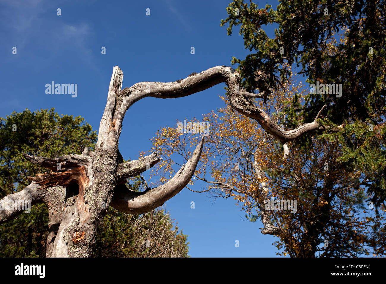 Weird tree hi-res stock photography and images - Alamy
