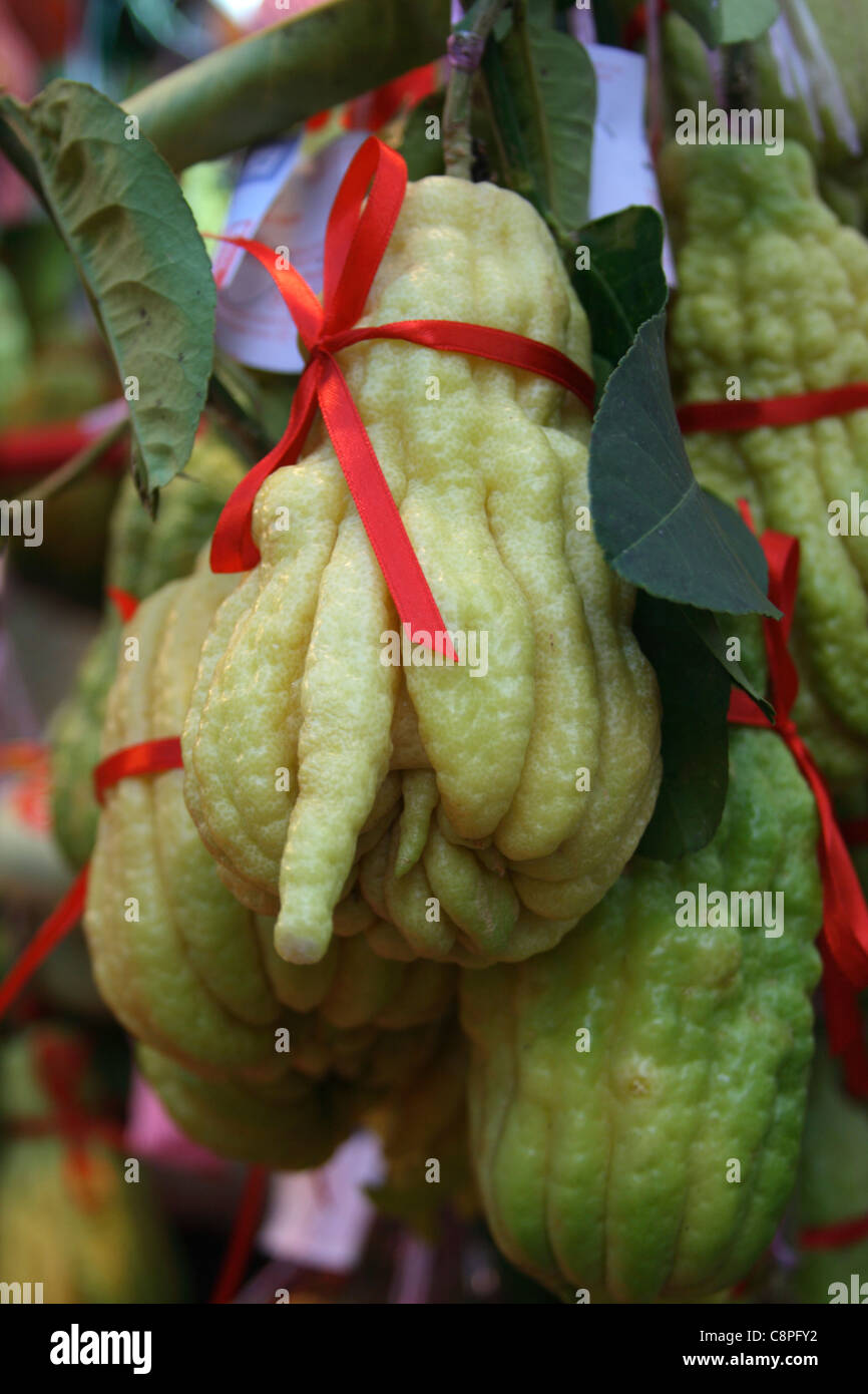 buddha's hand gourd Stock Photo - Alamy
