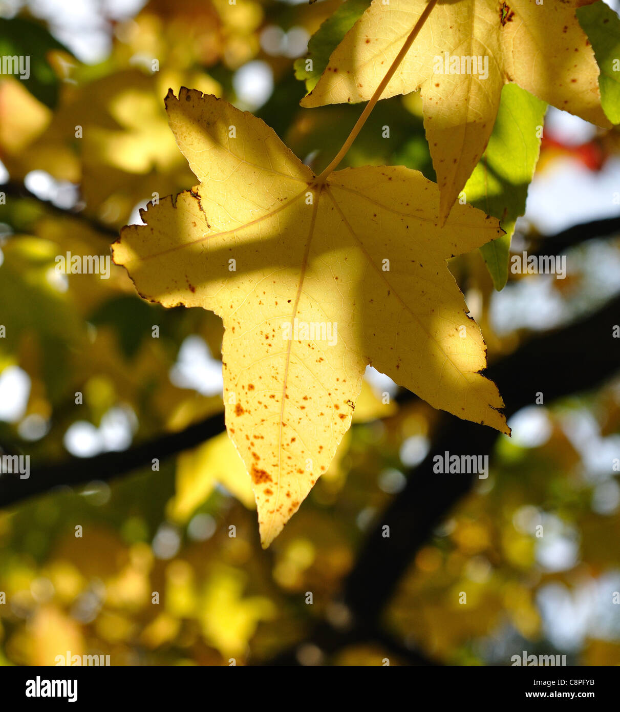 sycamore leaves in the wood woods park autumn Stock Photo - Alamy