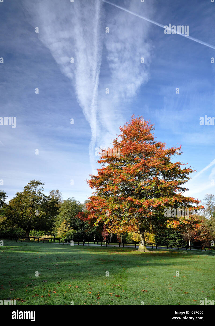 Autumn sun on an autumn colored English park leaves colour blue tree ...