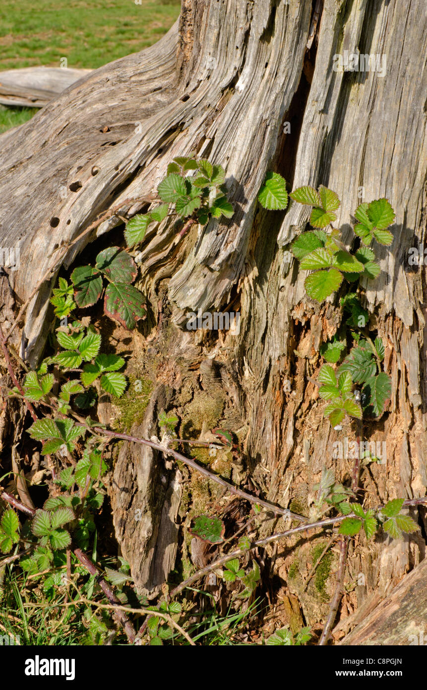 Dead bramble leaf hi-res stock photography and images - Alamy