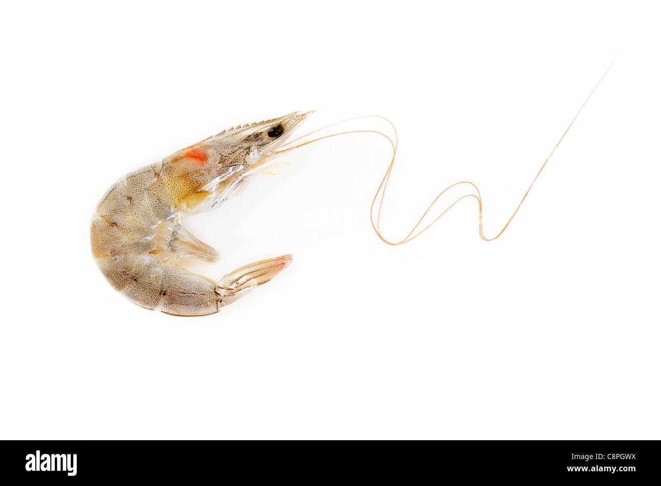 Raw shrimp close up on hi-res stock photography and images - Alamy