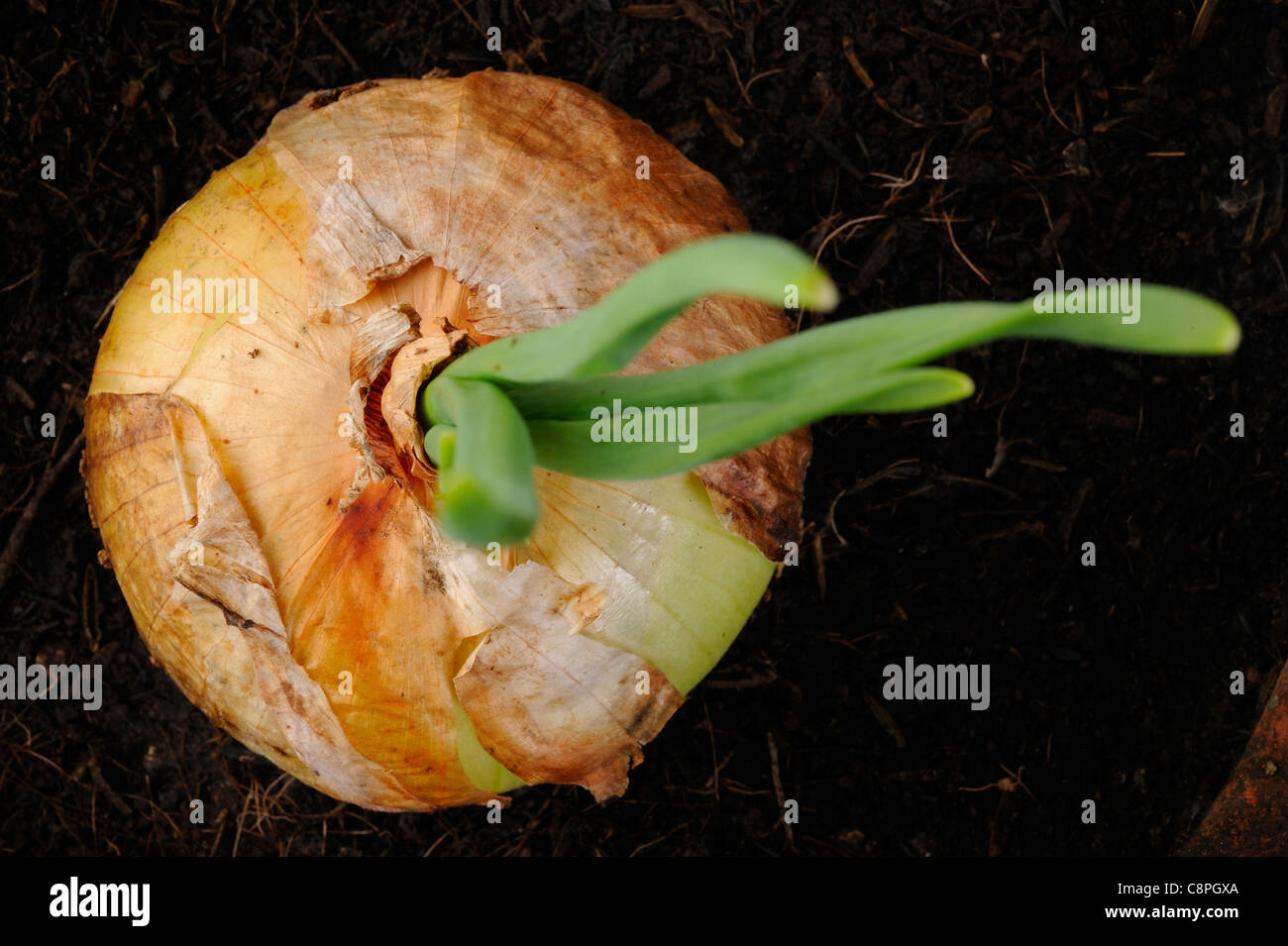 sprout onion bulb Stock Photo - Alamy