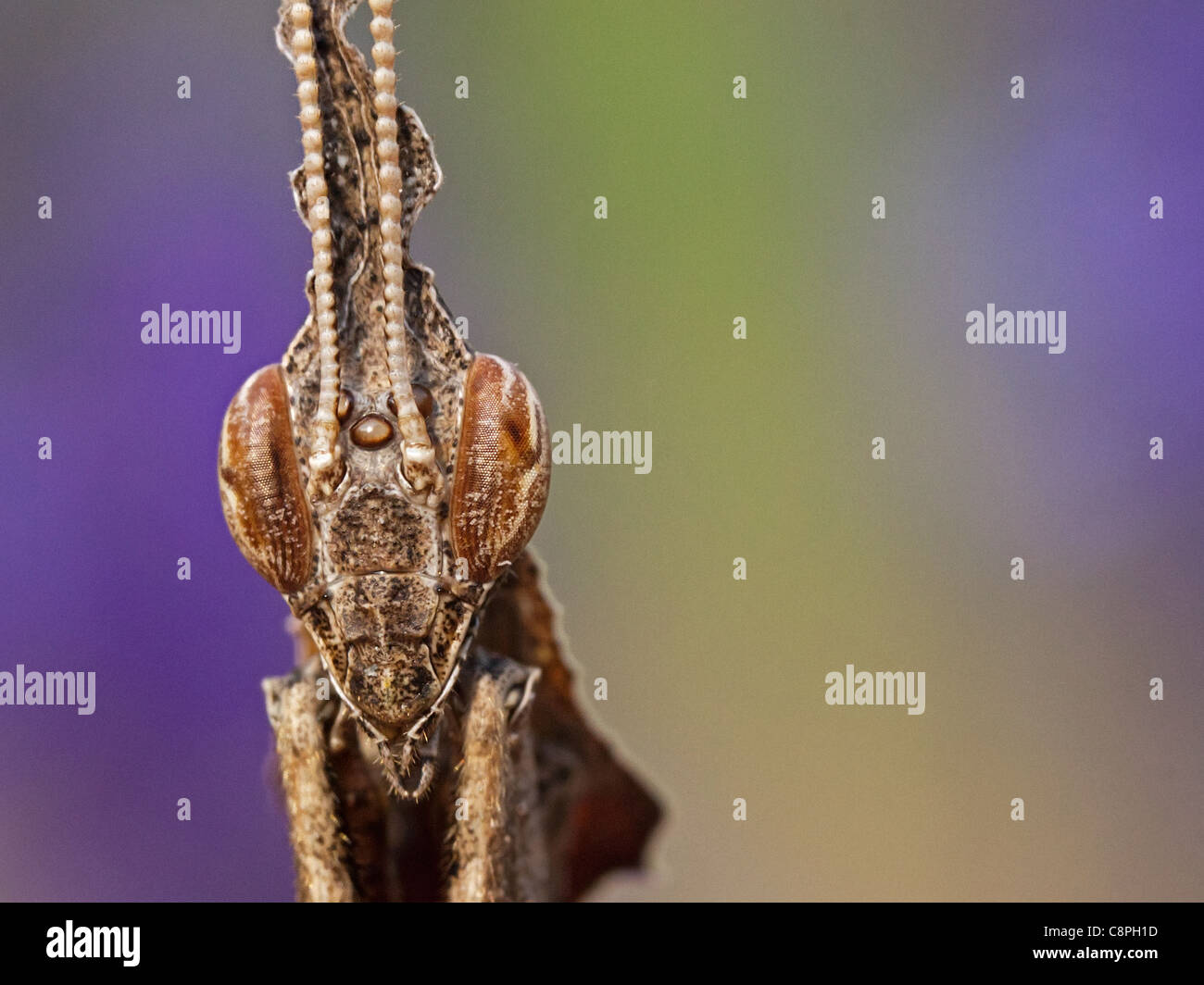 Preying mantis against soft background of purple and green showing ...