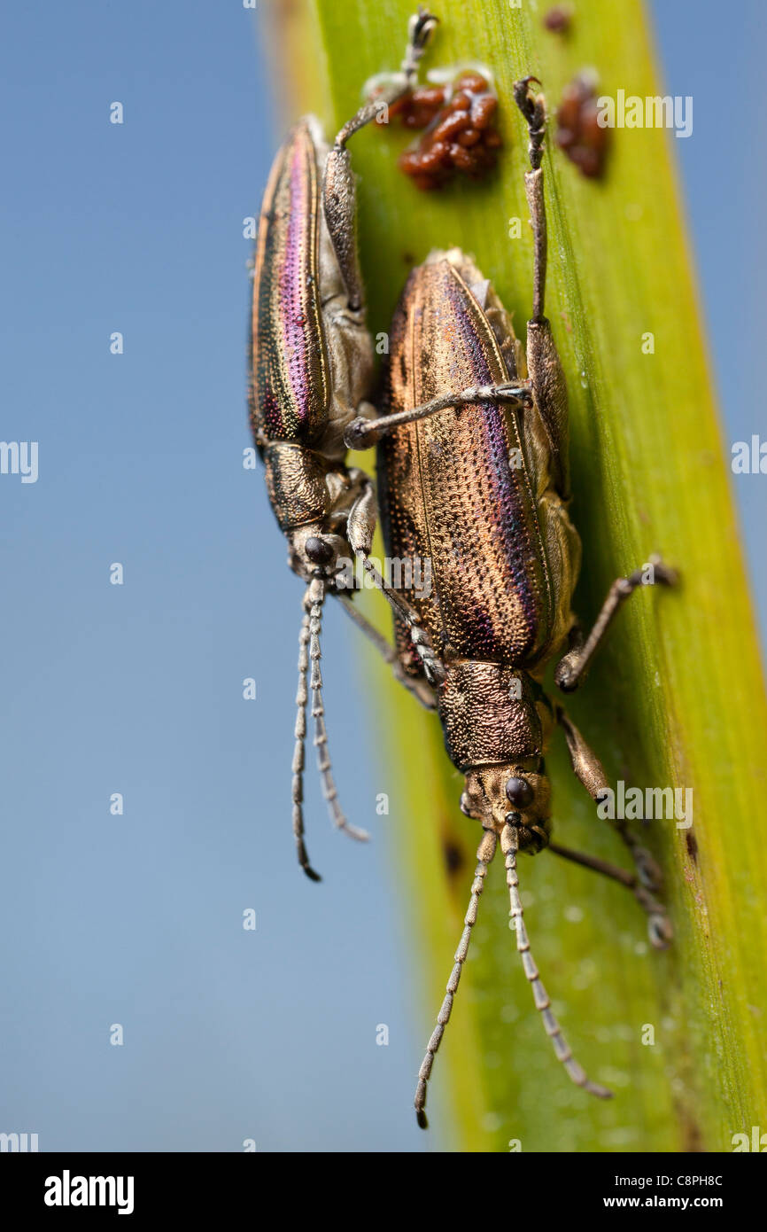 Beetle breeding hi-res stock photography and images - Alamy