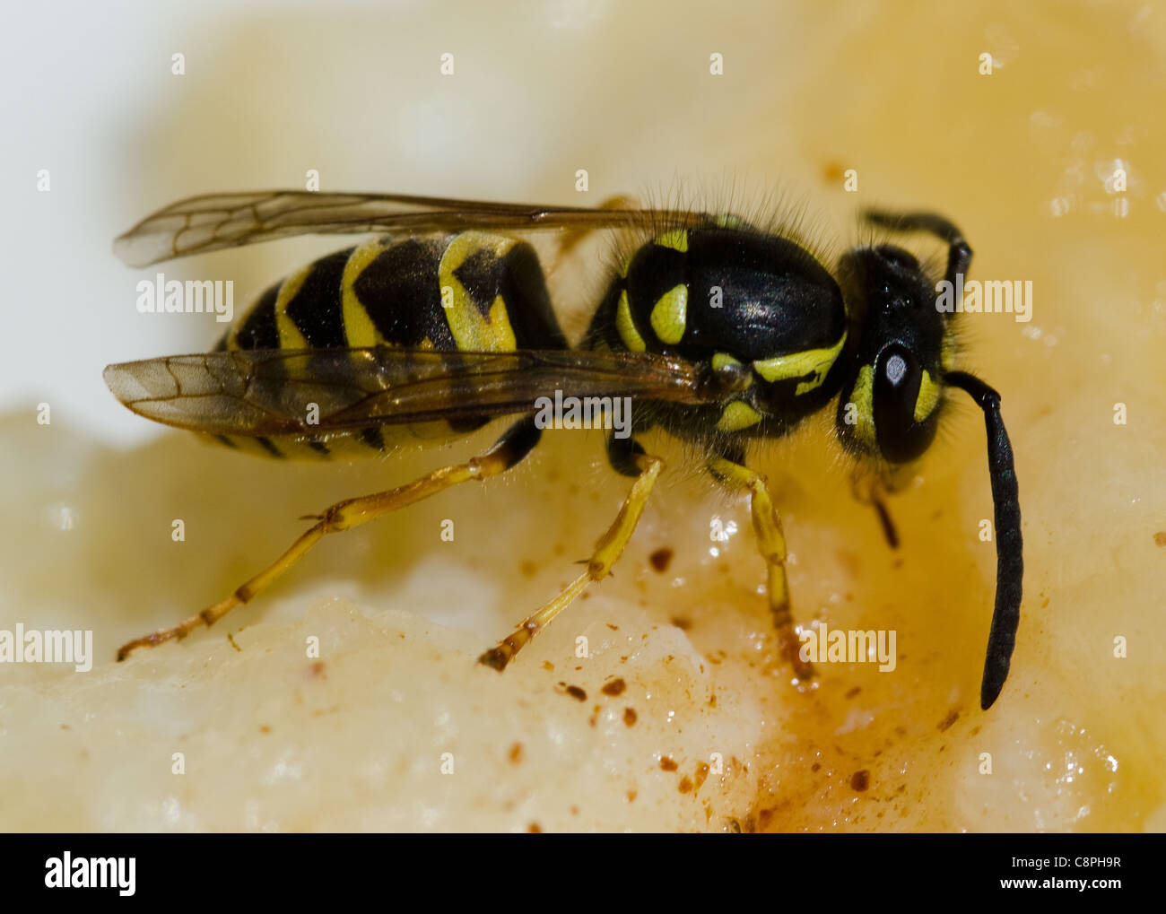 European wasp, Vespula germanica, eating sweet pudding Stock Photo - Alamy