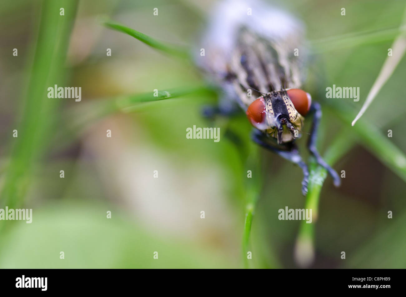 Head of a red eyed fly, a house fly from the family Muscidae after ...